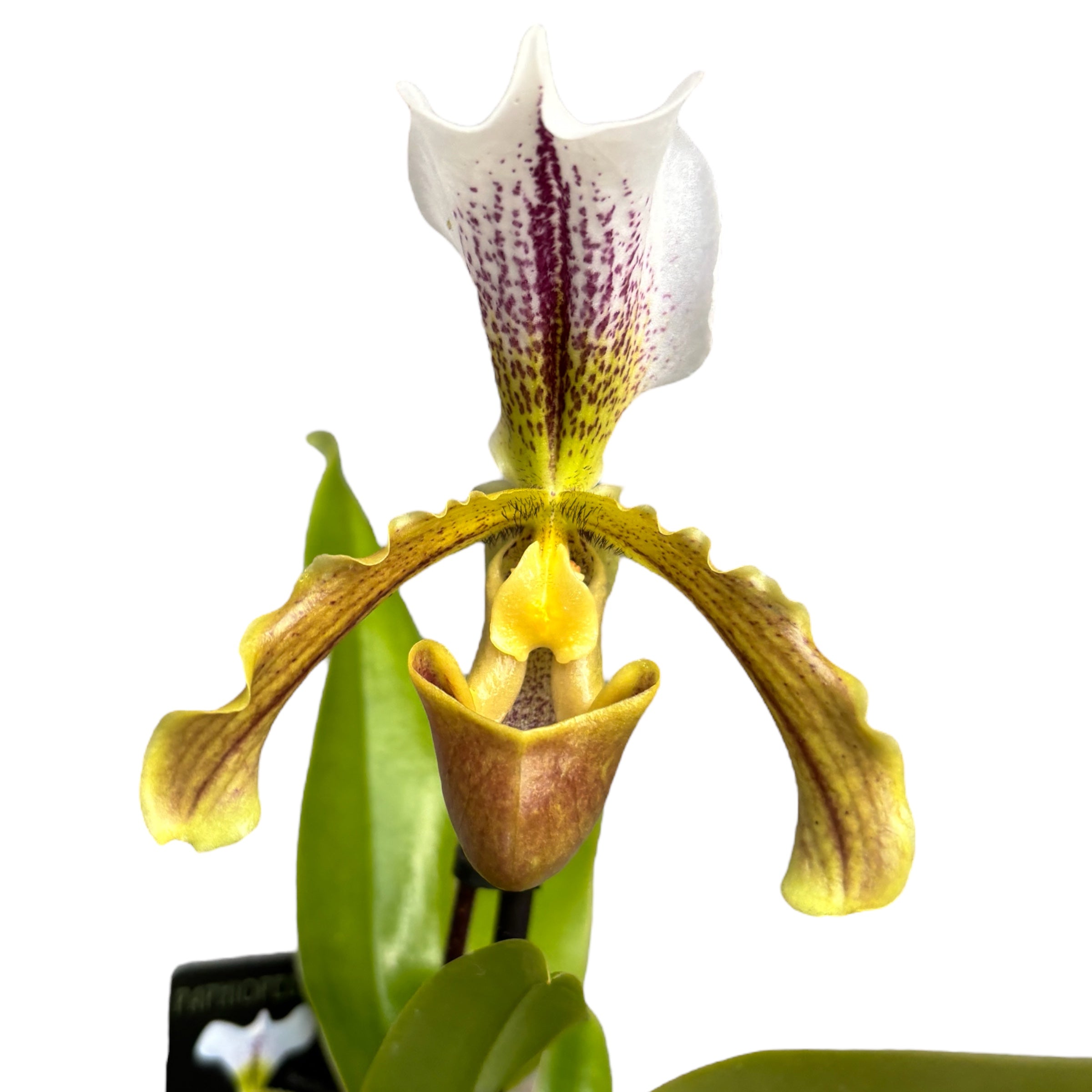 Orhidee Paphiopedilum Leeanum – Floraria Secret Garden (SG)