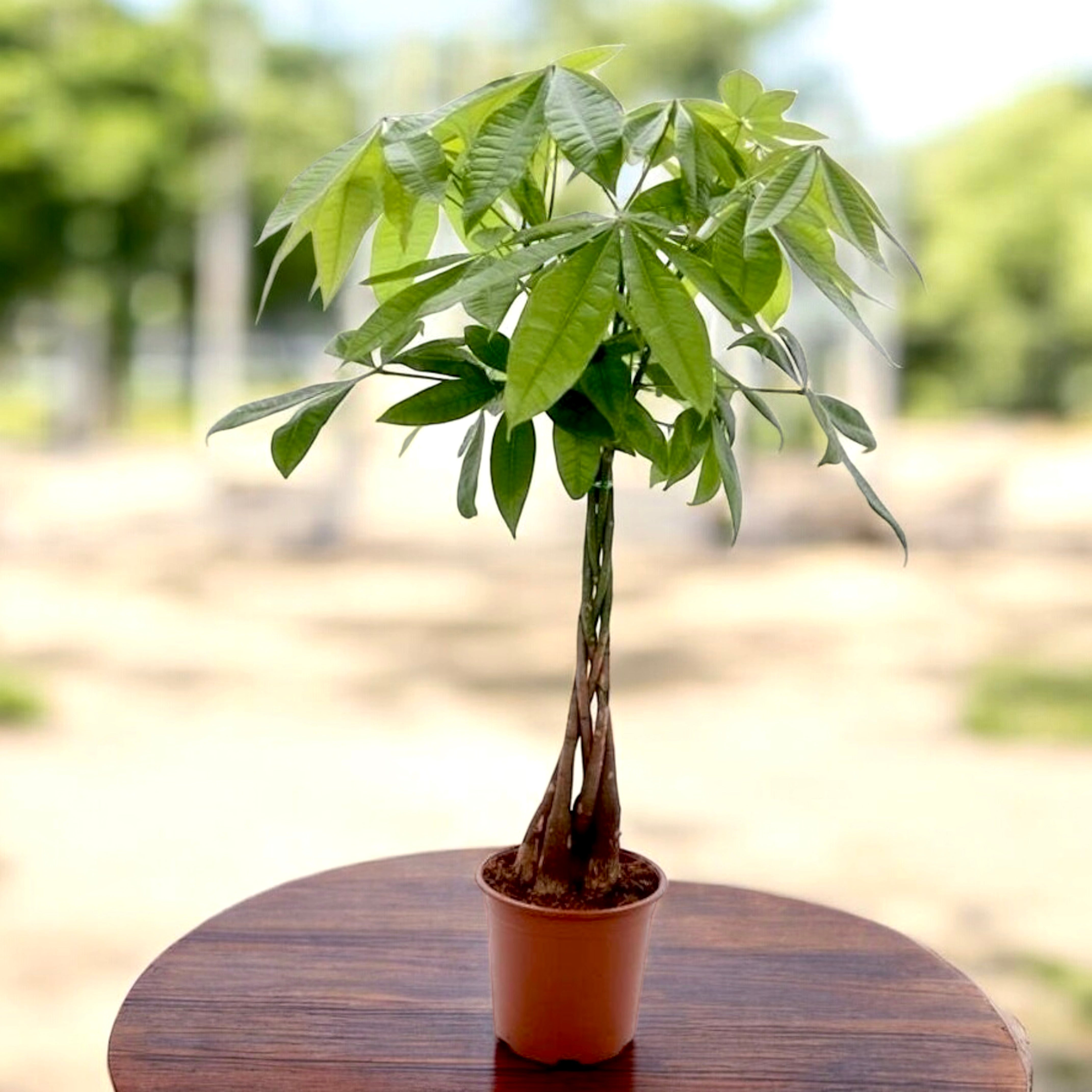 Pachira Aquatica - Arborele Banilor, H120 cm – Secret Garden Plant Shop