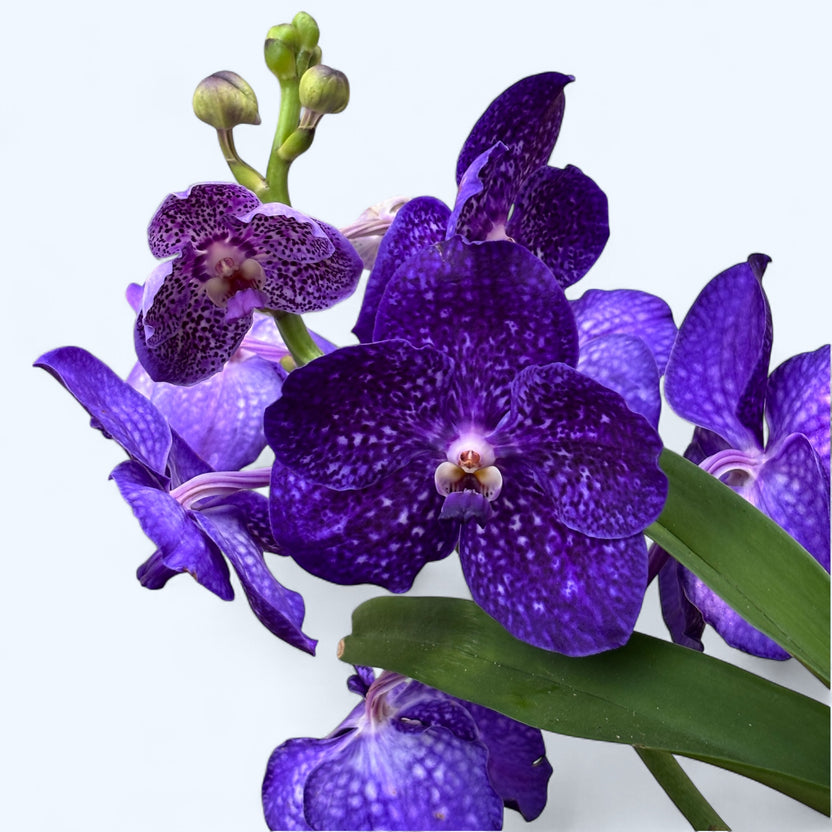 Vanda Tweed Blue XXL 5p (Ansu) – Secret Garden Plant Shop