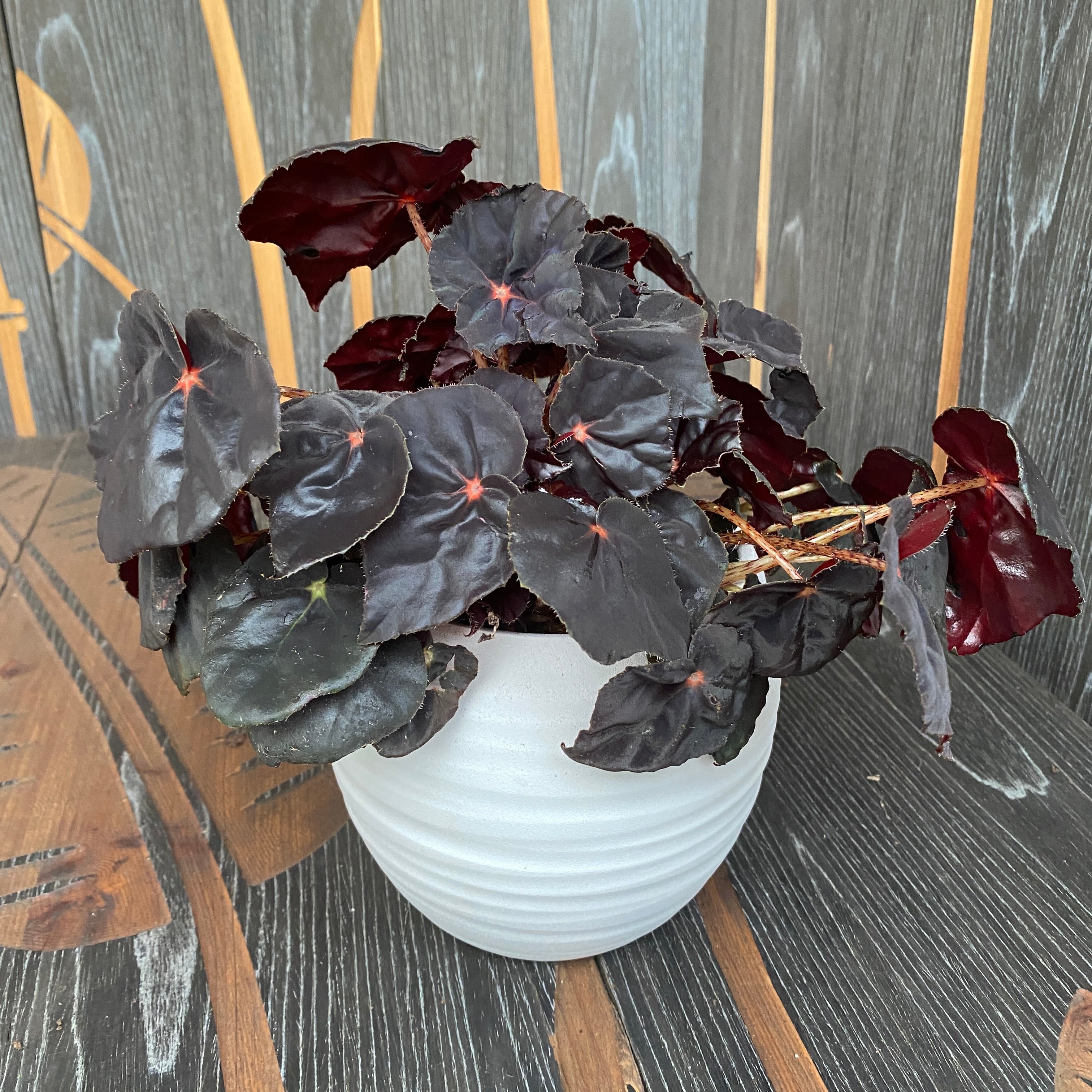 Begonia Magic Colours 'Black Mambo' – Floraria Secret Garden (SG)