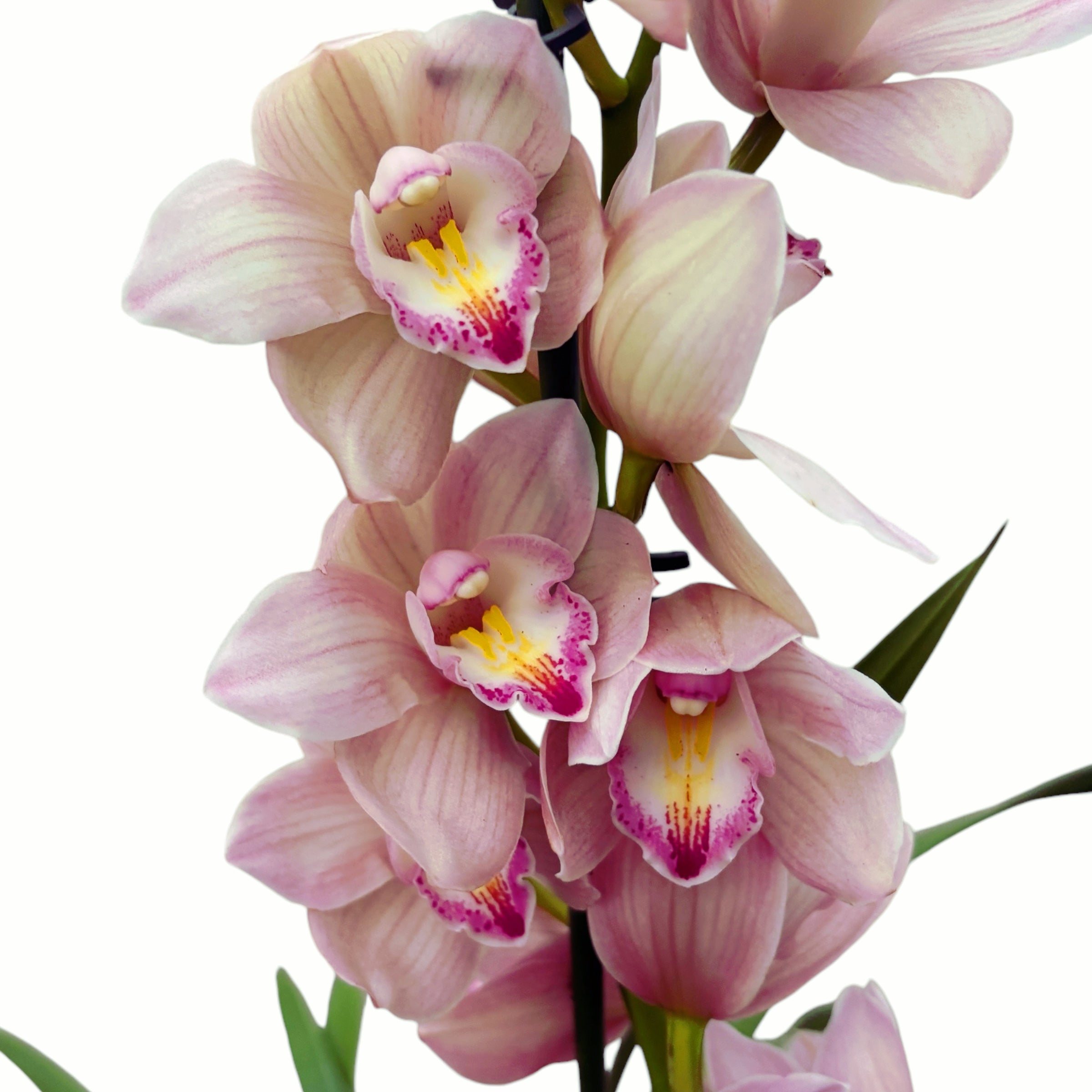 Cymbidium Pink Tumb (variation) – Secret Garden Plant Shop