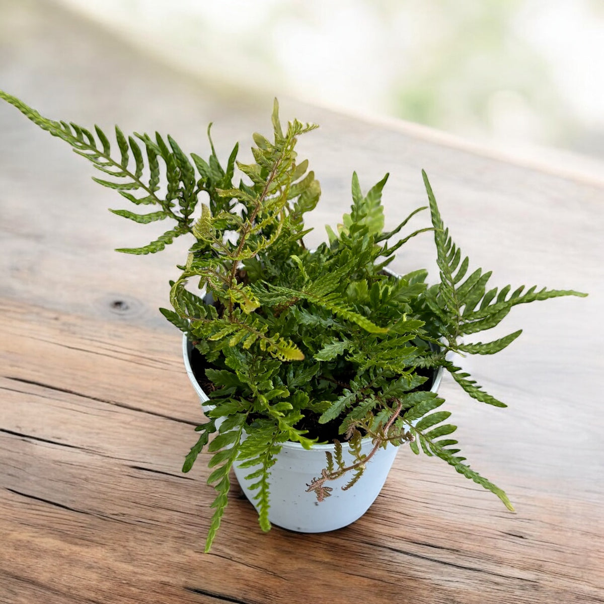 Feriga de gradina - Dryopteris erythrosora (Autumn Fern, Japanese Wood ...