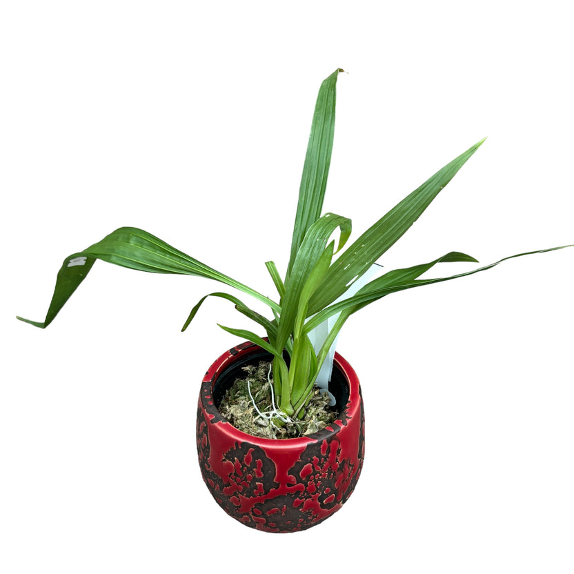 Coryanthes bruchmuelleri (Bucket Orchid) – Secret Garden Plant Shop