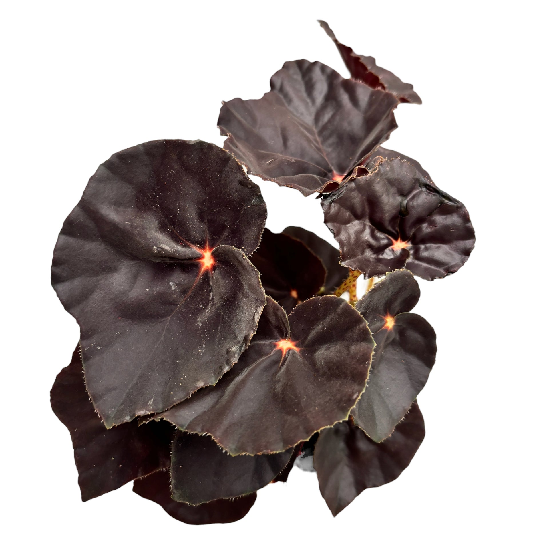 Begonia Magic Colours 'Black Mambo' – Secret Garden Plant Shop
