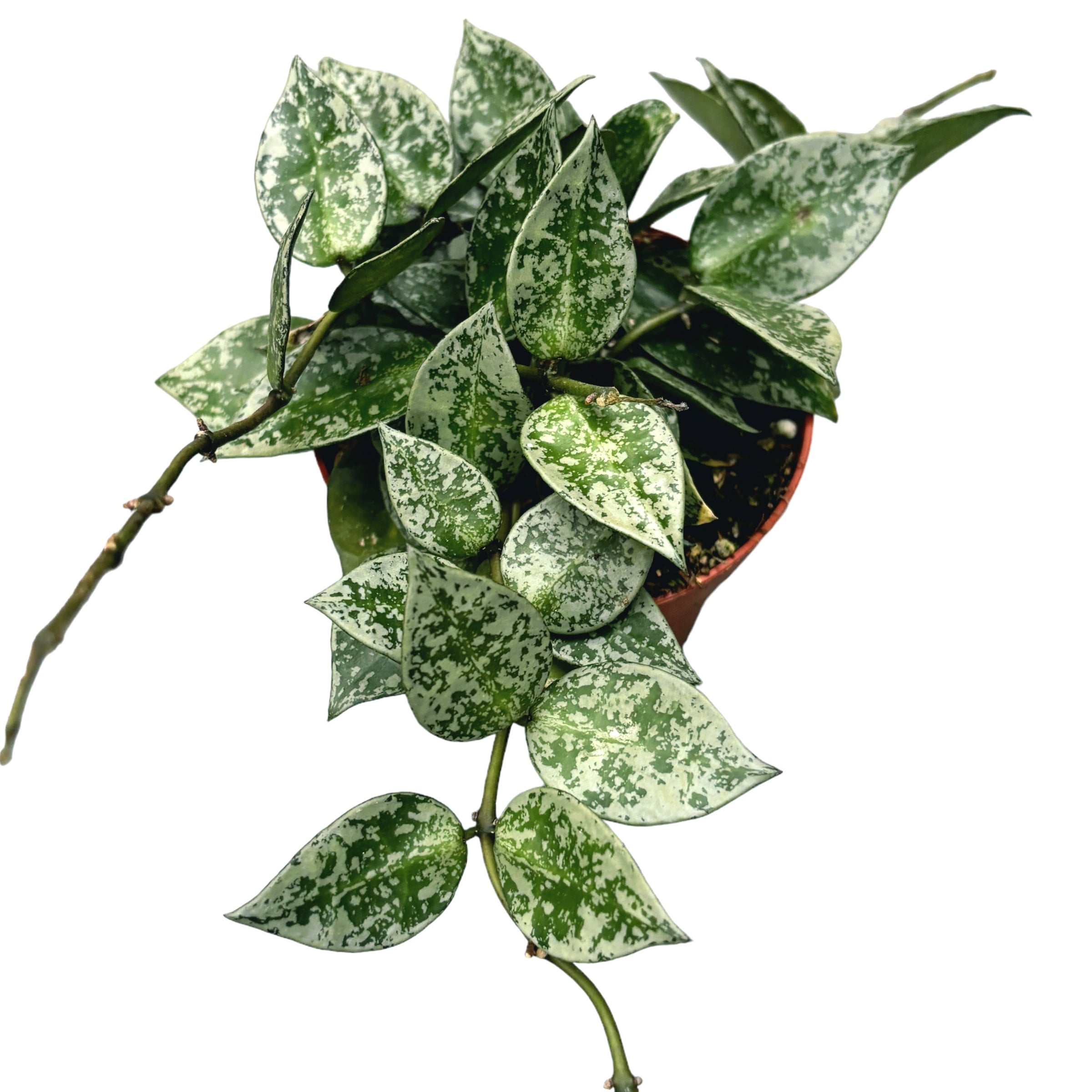 Hoya krohniana 'Splash' - full pots D9