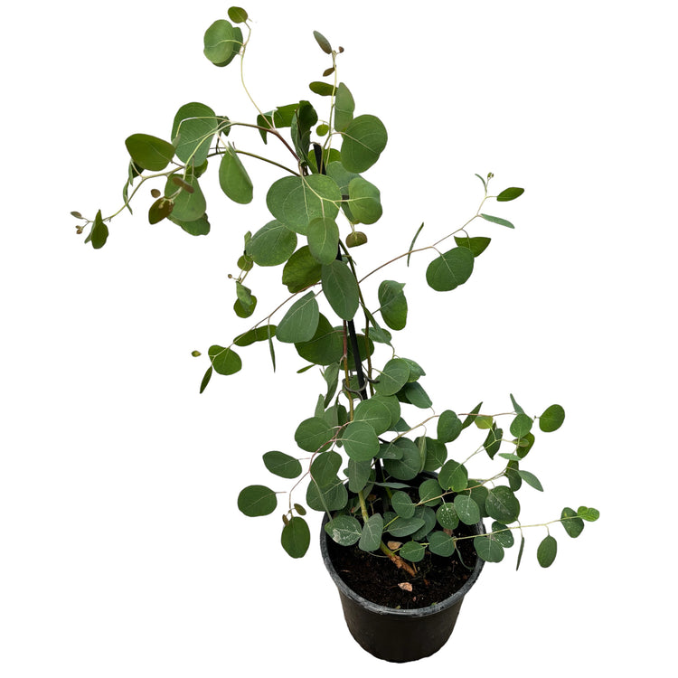 Eucalipt - Eucalyptus polyanthemos (Red Box) – Floraria Secret Garden (SG)