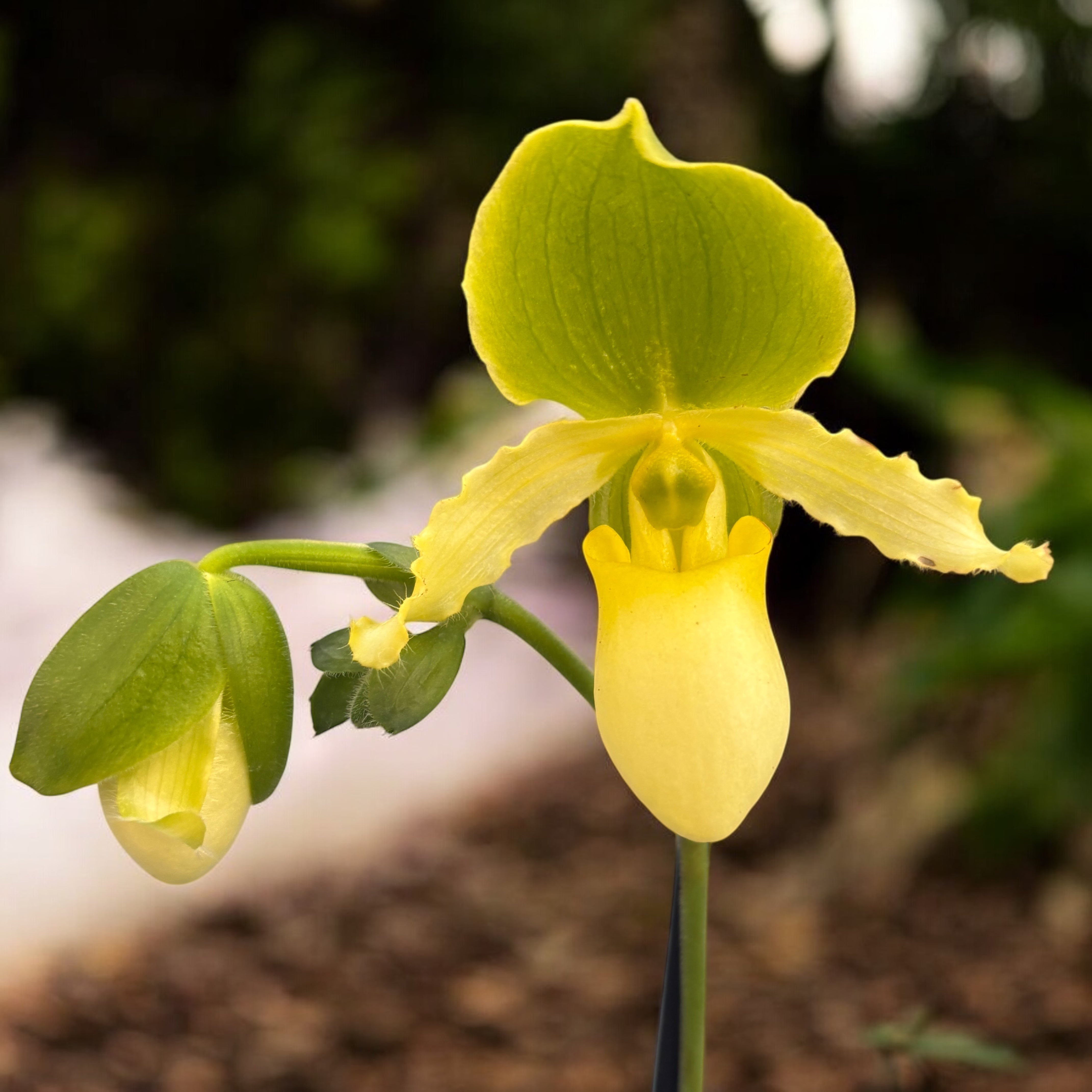 Paphiopedilum primulinum (sequential/multiflower)
