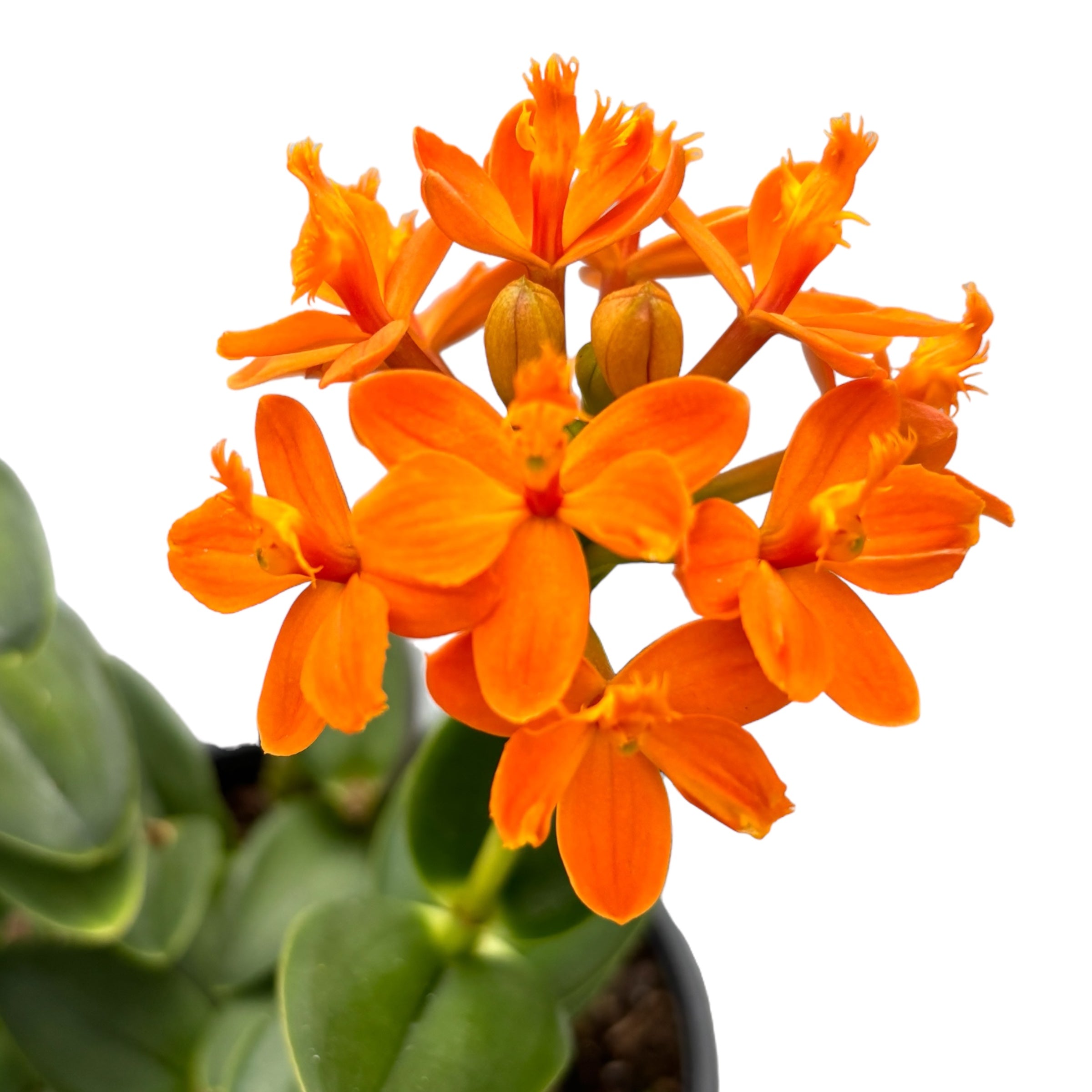 Epidendrum radicans 'Orange' - specimens XL D15