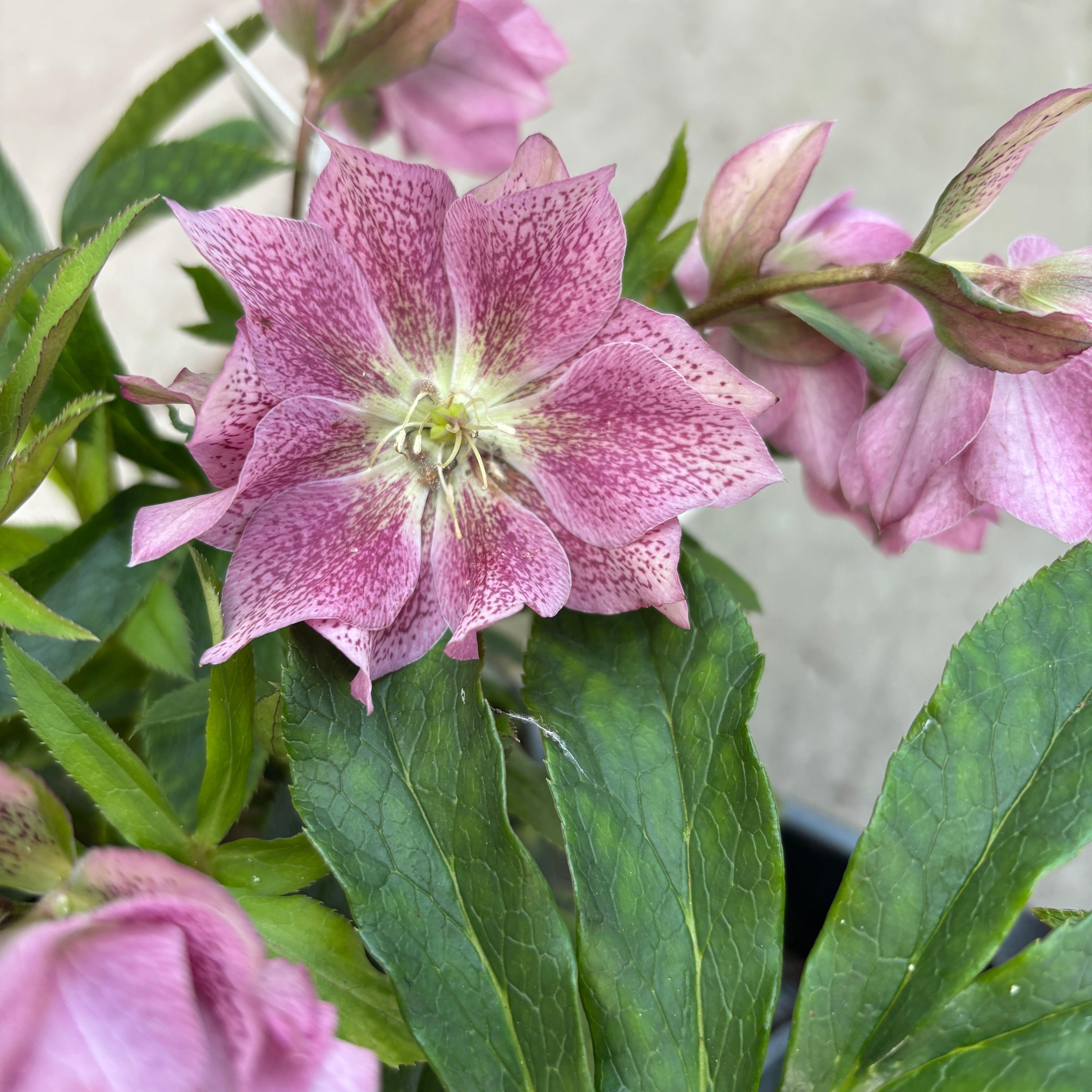 Helleborus orientalis Double Ellen Pink - Double Dark Pink (Spanz) D12 ...