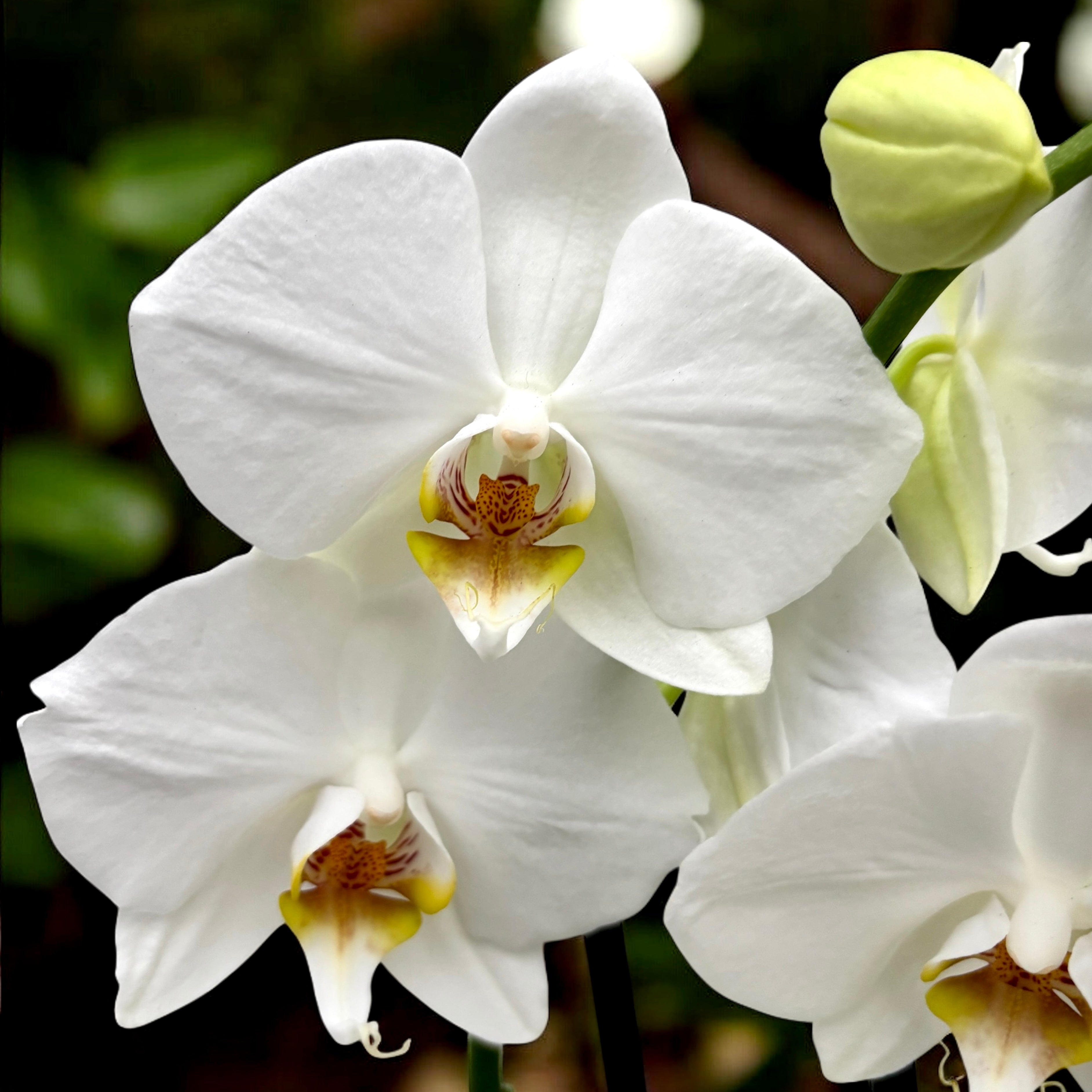 Phalaenopsis Anthura Leeds – Secret Garden Plant Shop