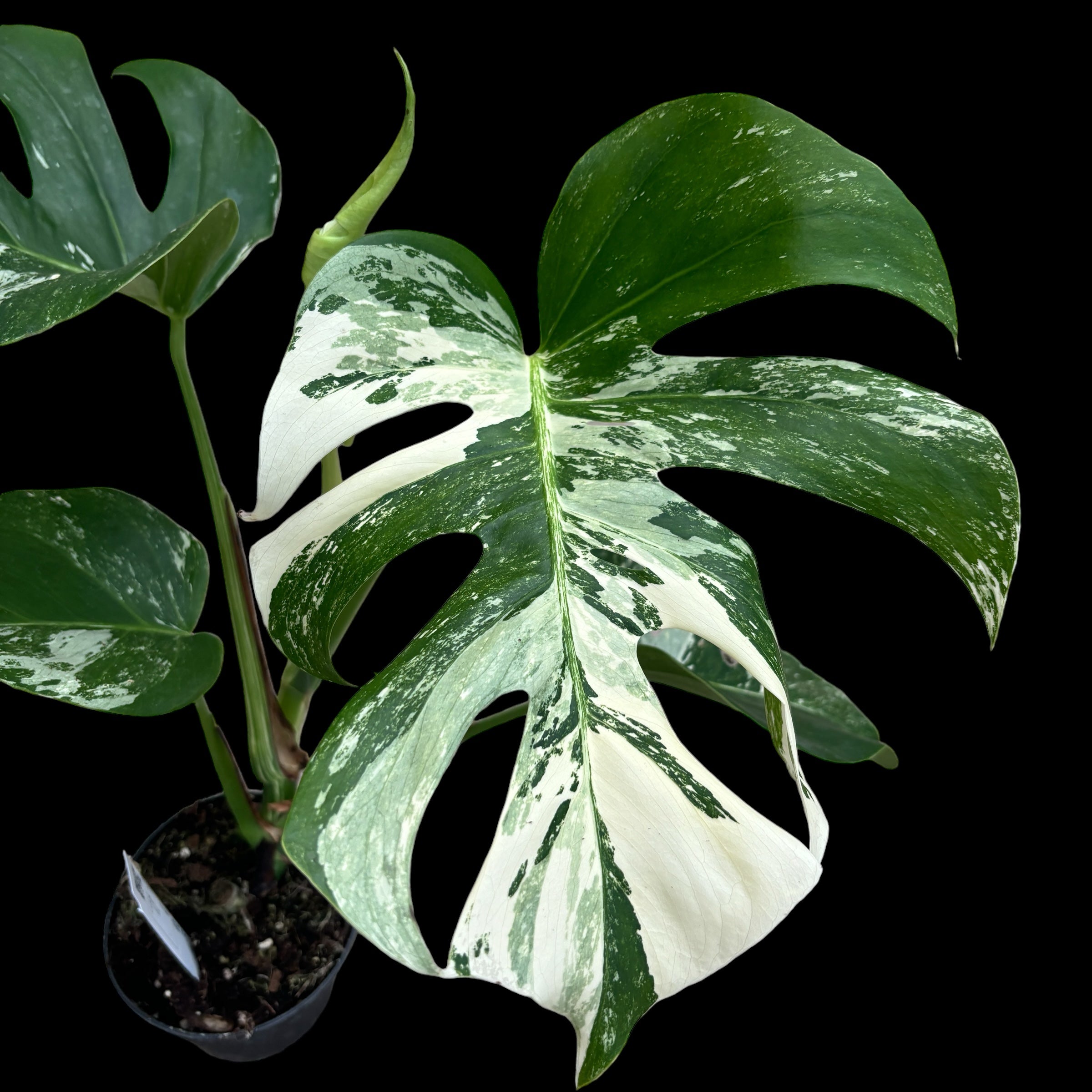 Monstera deliciosa 'Variegata' MDV-01 – Floraria Secret Garden (SG)