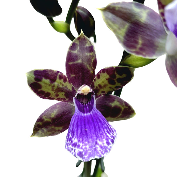 Plant Shop - Florarie Bucuresti. Livram plante si accesorii – Floraria ...