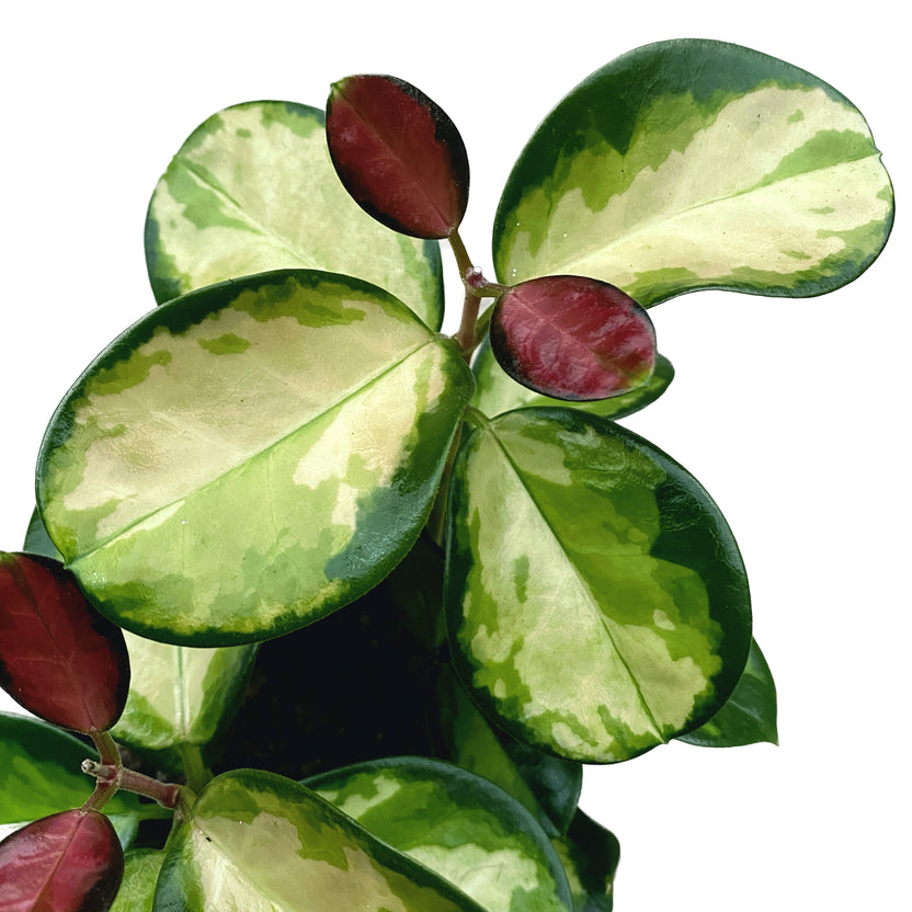 Hoya australis 'Lisa' D12 2-3pp – Secret Garden Plant Shop