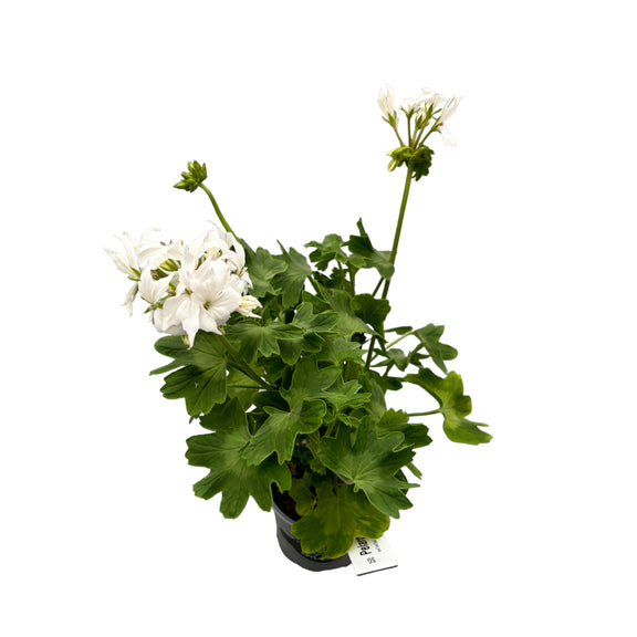 Muscate stelate albe - Pelargonium Fireworks 'White'