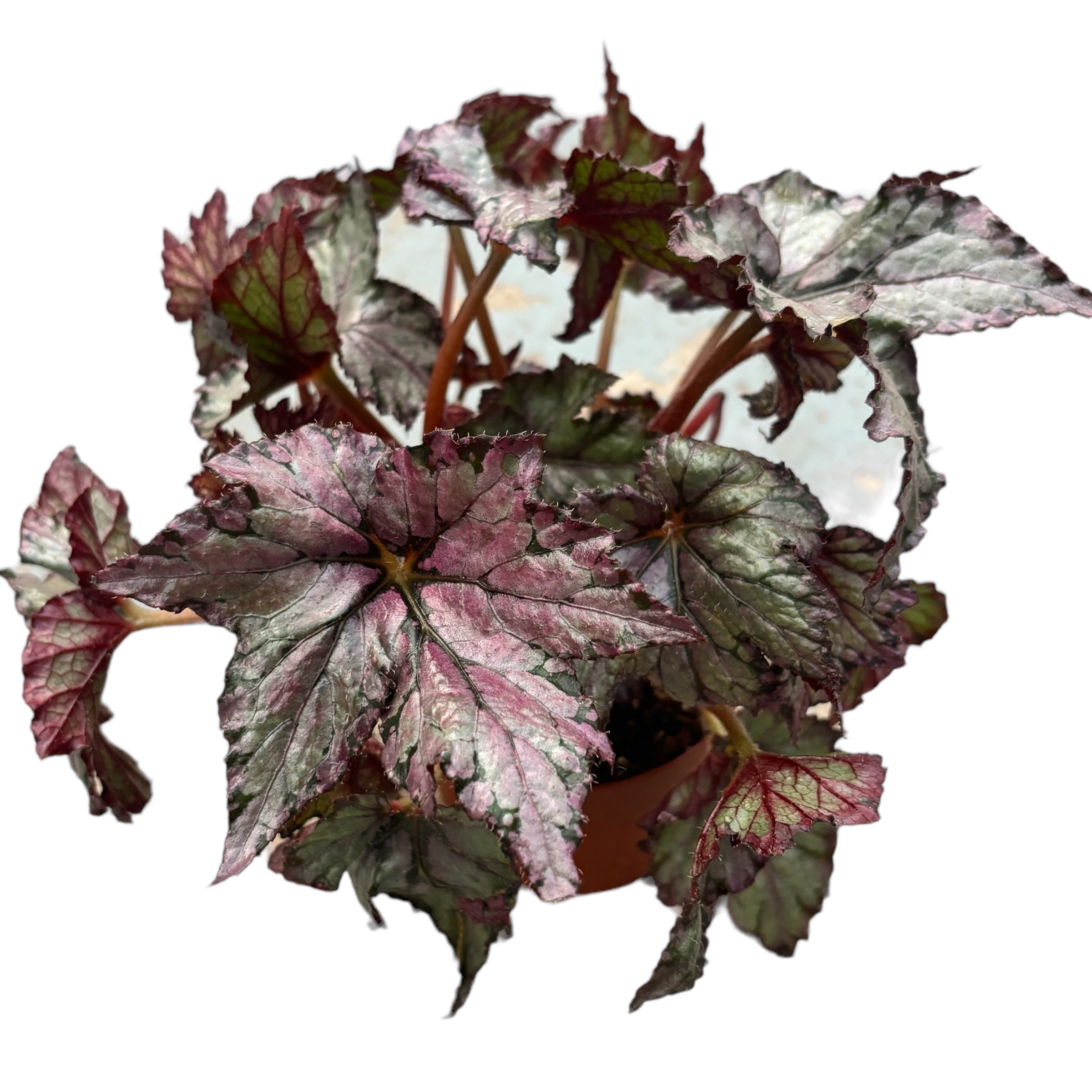 Begonia Bewitched 01 – Floraria Secret Garden (SG)