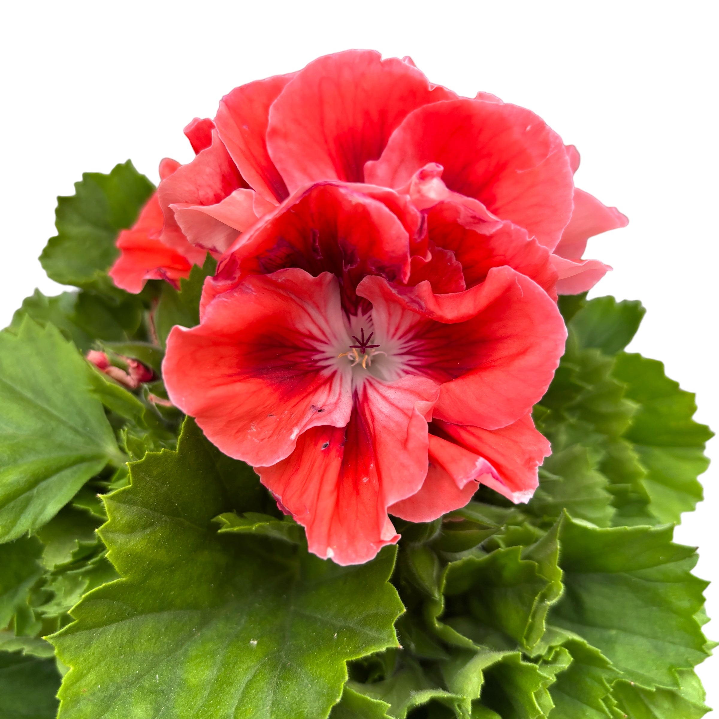 Pelargonium grandiflorum ‘Mandarin’ - Muscate englezesti – Secret ...