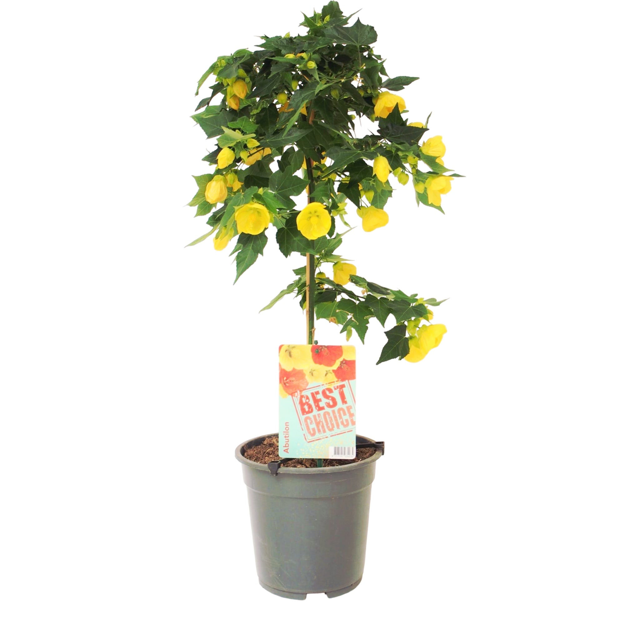 Abutilon 'Yellow' (Julia) Floarea artar – Secret Garden Plant Shop