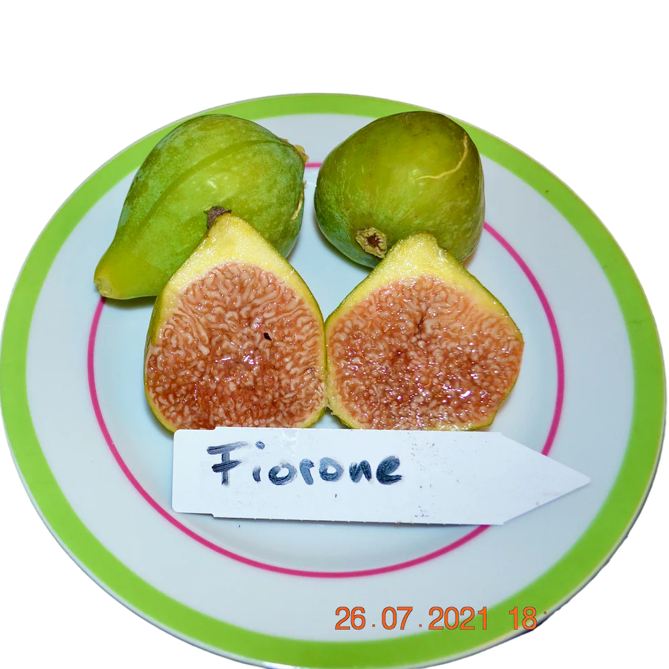 Smochin pe picior - Ficus carica ‘Fiorone’ (Fiorone Bianco) - 100 cm