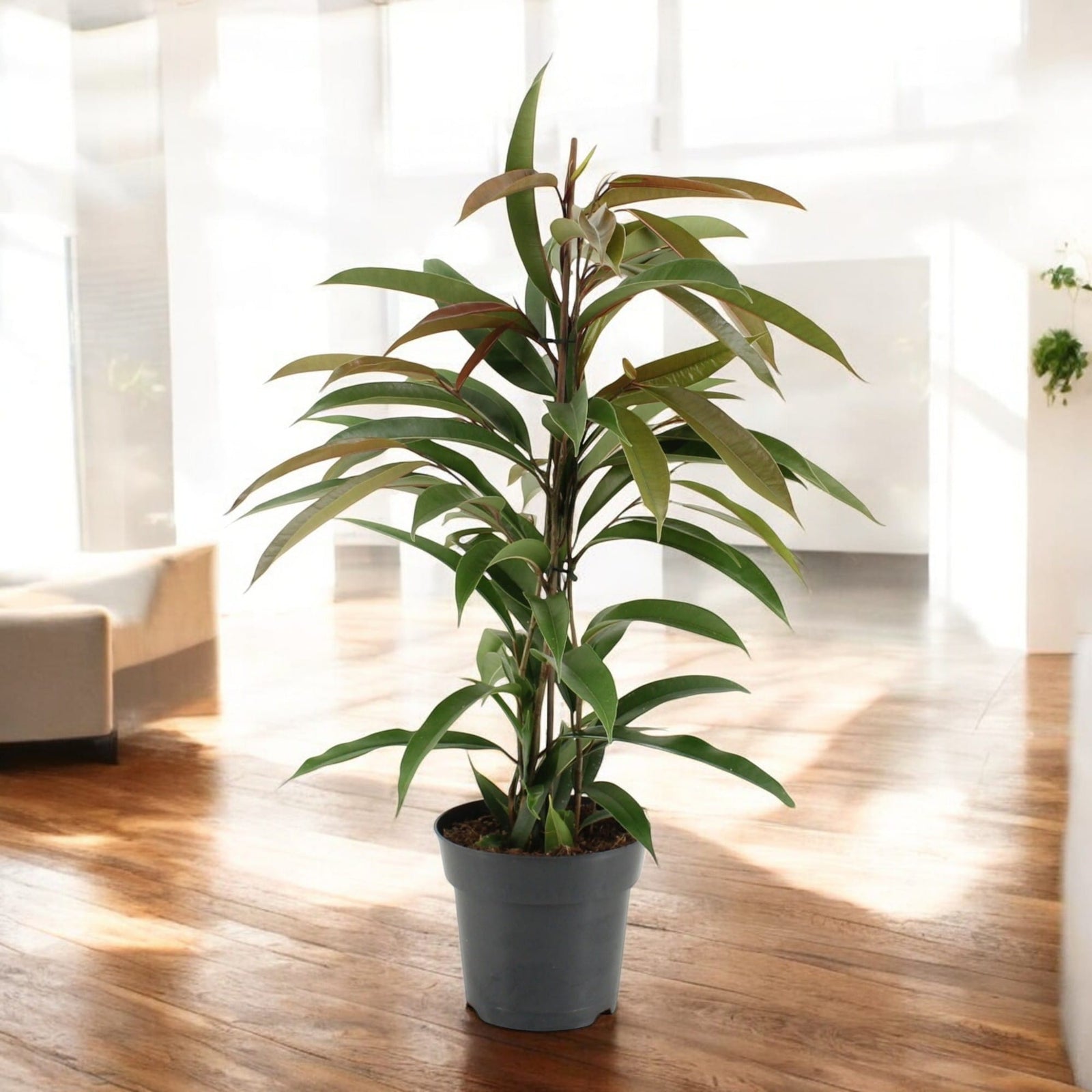 Ficus binnendijkii 'Amstel King' (2-3 plante/ghiveci) – Secret Garden ...
