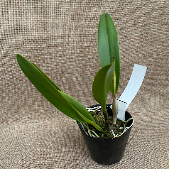 Rby. Copper Queen 'Ruby Lip' HCC/AOS *parfumata