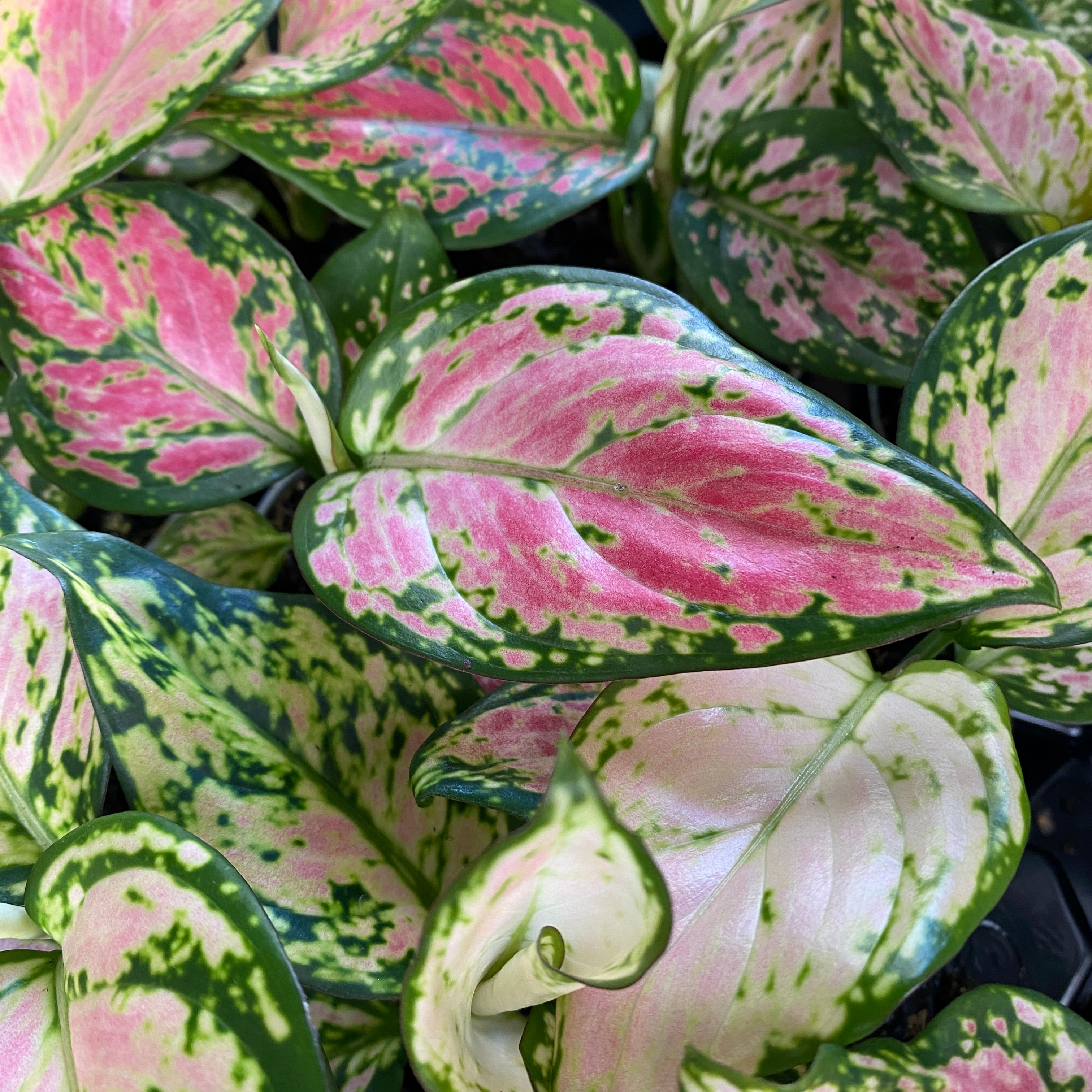 Aglaonema 'Red Valentine' * babyplant – Floraria Secret Garden (SG)