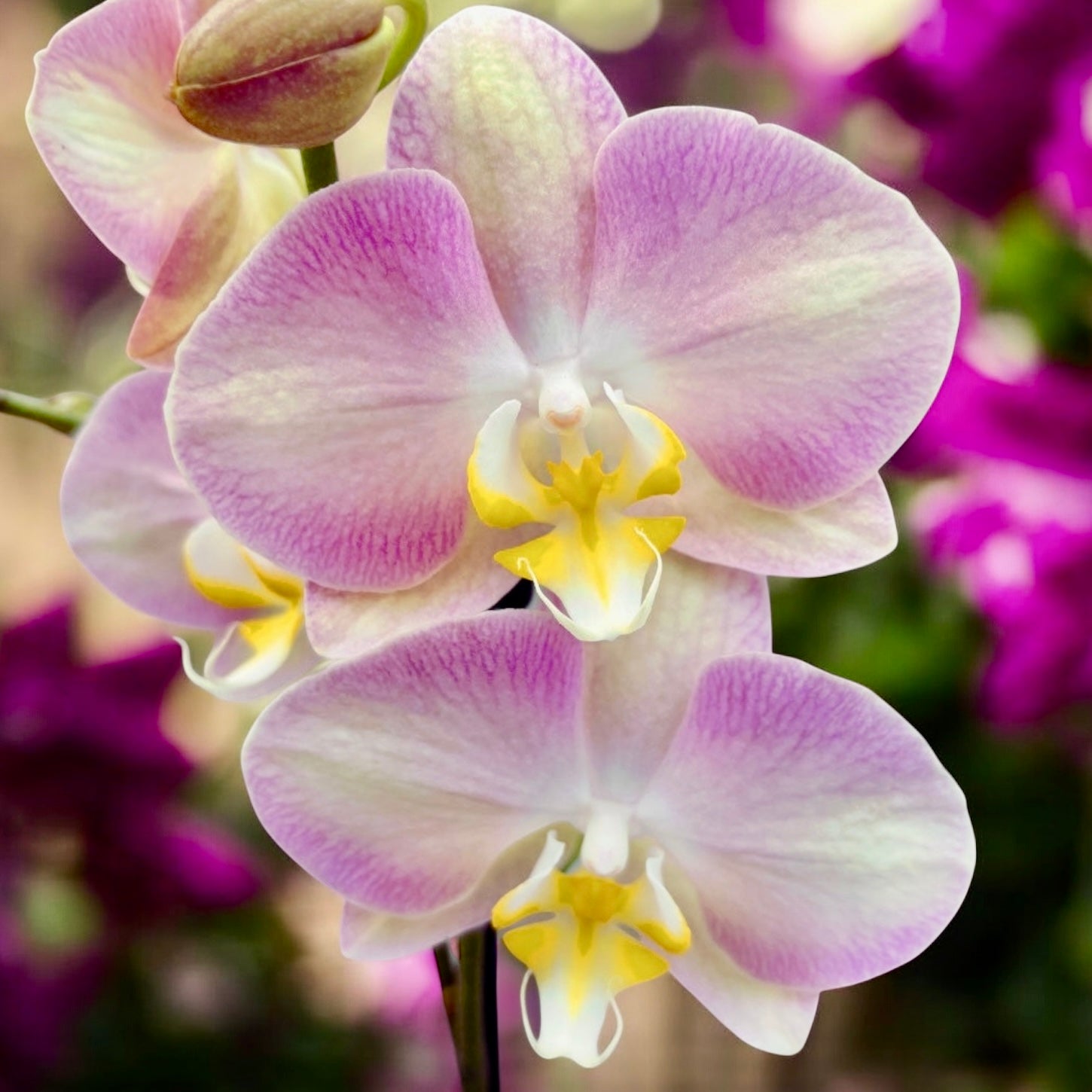 Phalaenopsis Rapunzel – Secret Garden Plant Shop