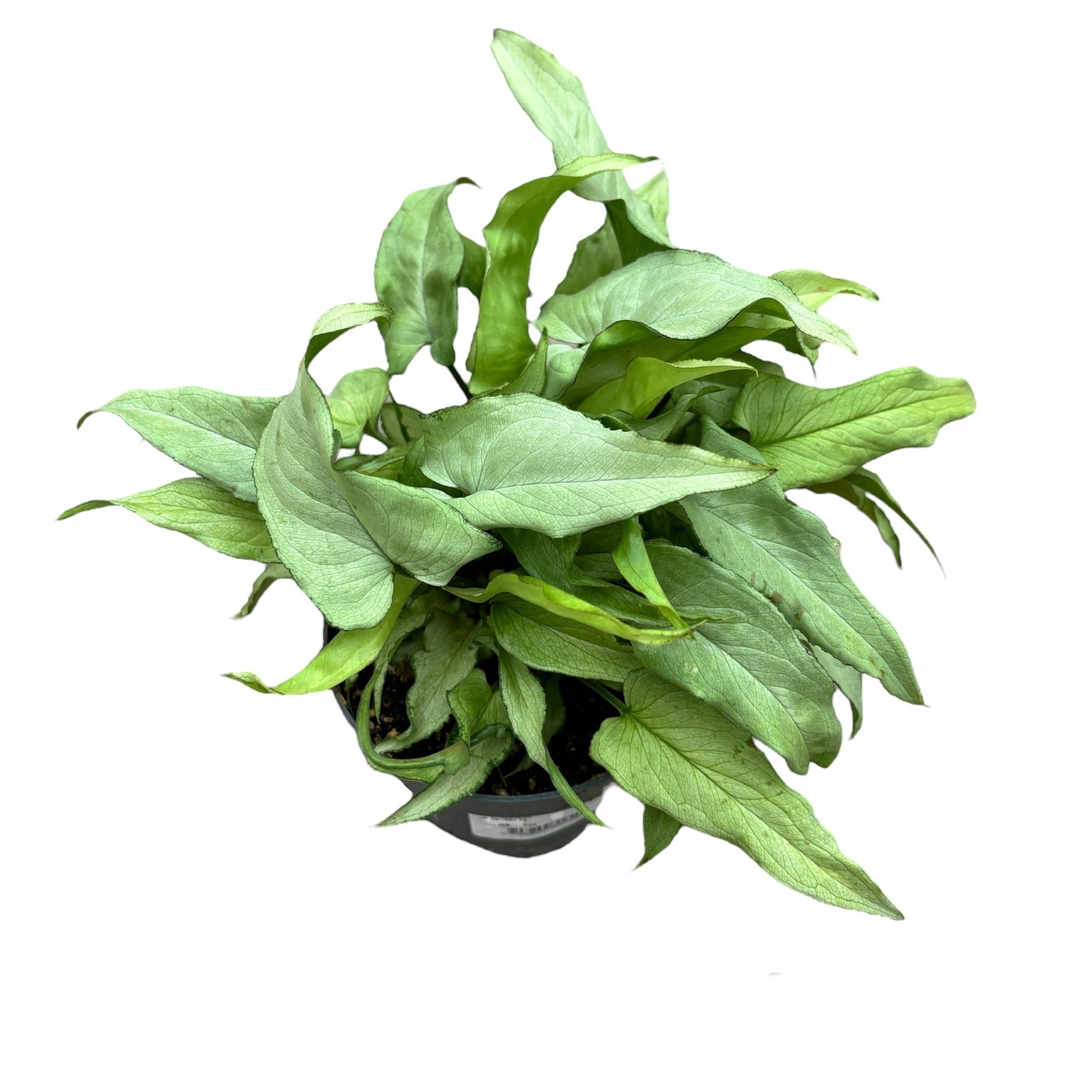 Syngonium podophyllum 'Silver Fox' – Secret Garden Plant Shop