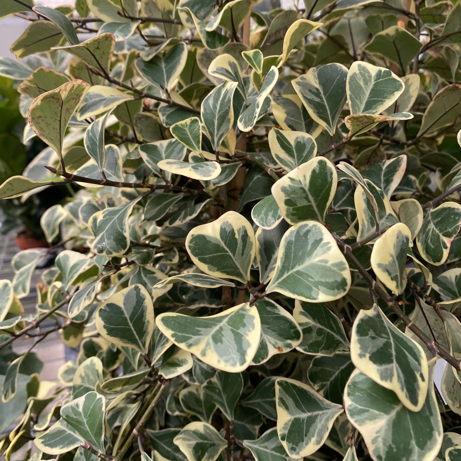 Ficus triangularis 'Sweetheart' variegata – Secret Garden Plant Shop