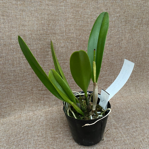 Rby. Copper Queen 'Ruby Lip' HCC/AOS *parfumata