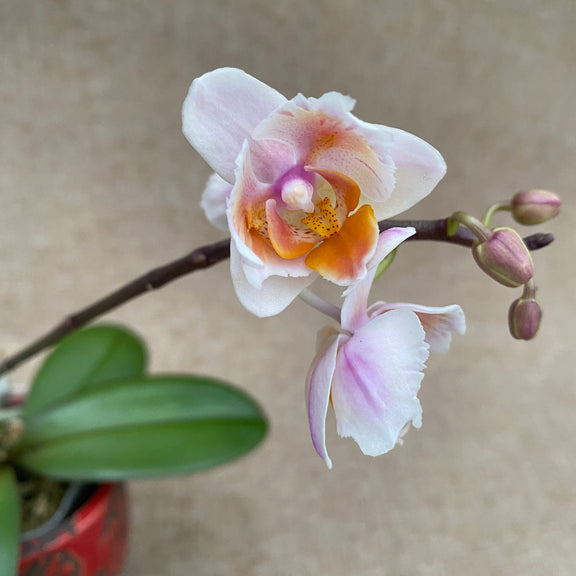 Phalaenopsis Miki Good Idea (peloric - butterfly) – Floraria Secret ...