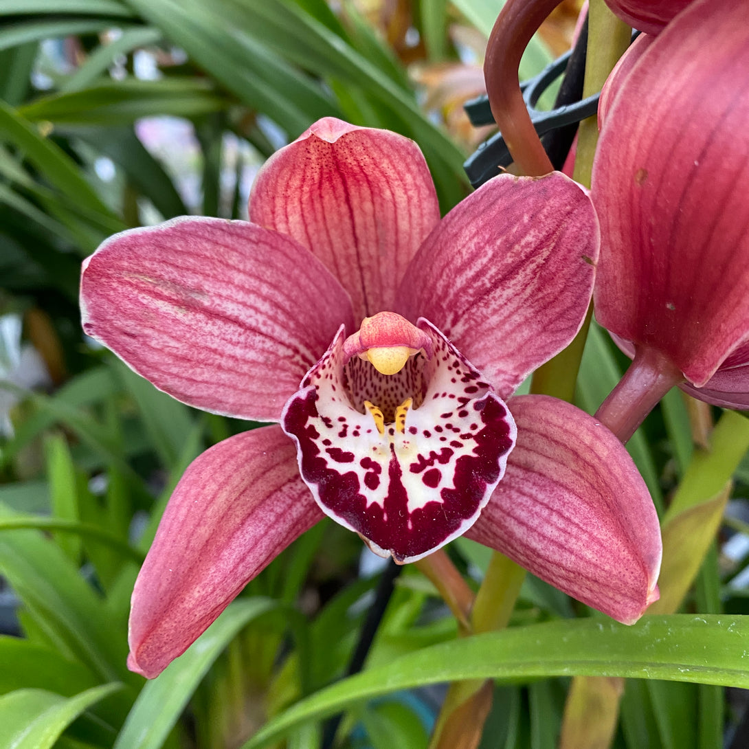 Cymbidium Red Beauty Roy – Floraria Secret Garden (SG)