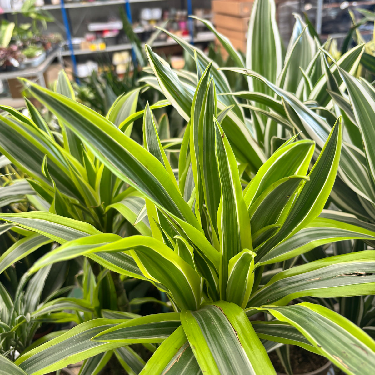 Dracaena fragrans 'Lemon Lime' 2 tulpini – Secret Garden Plant Shop