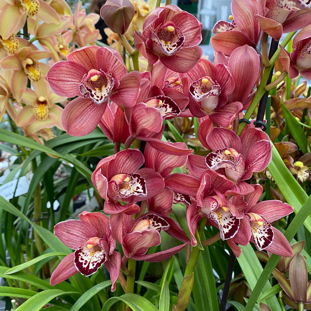 Cymbidium Red Beauty Roy – Floraria Secret Garden (SG)