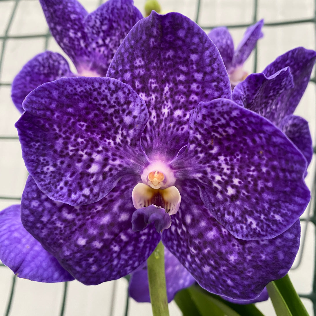 Vanda Tweed Blue XXL 5p (Ansu) – Floraria Secret Garden (SG)
