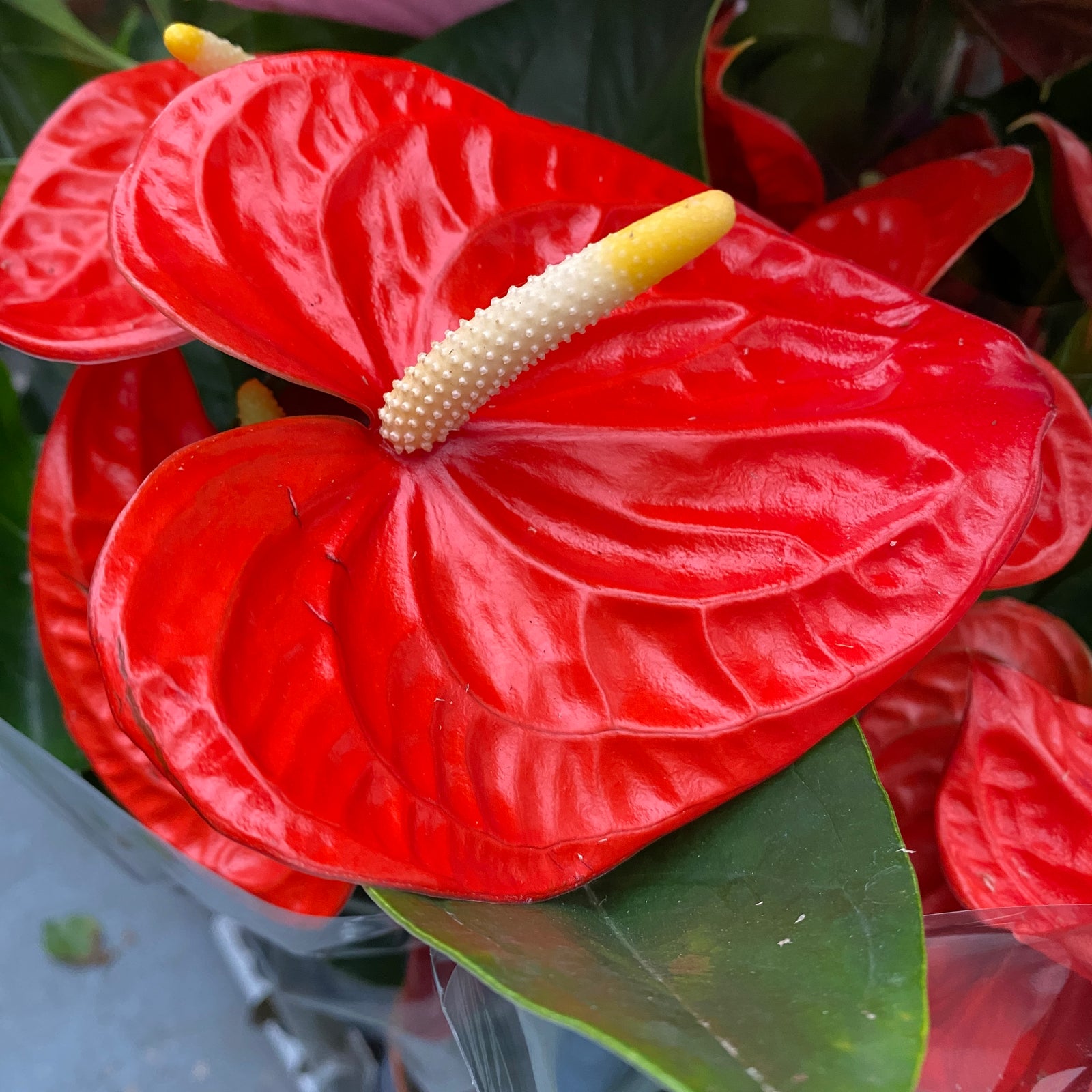 Anthurium 'Atlas' (Floarea Flamingo) – Secret Garden Plant Shop