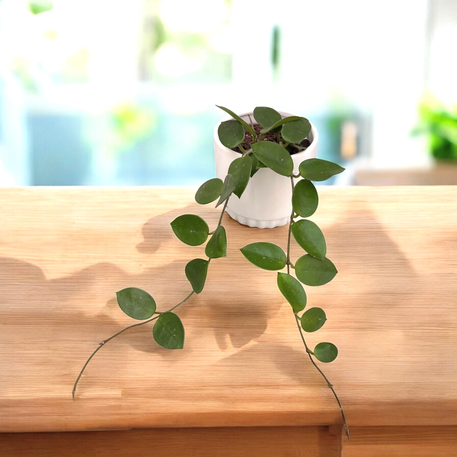 Hoya 'Chouke' (carnosa x serpens) D9 - full pots – Secret Garden Plant Shop