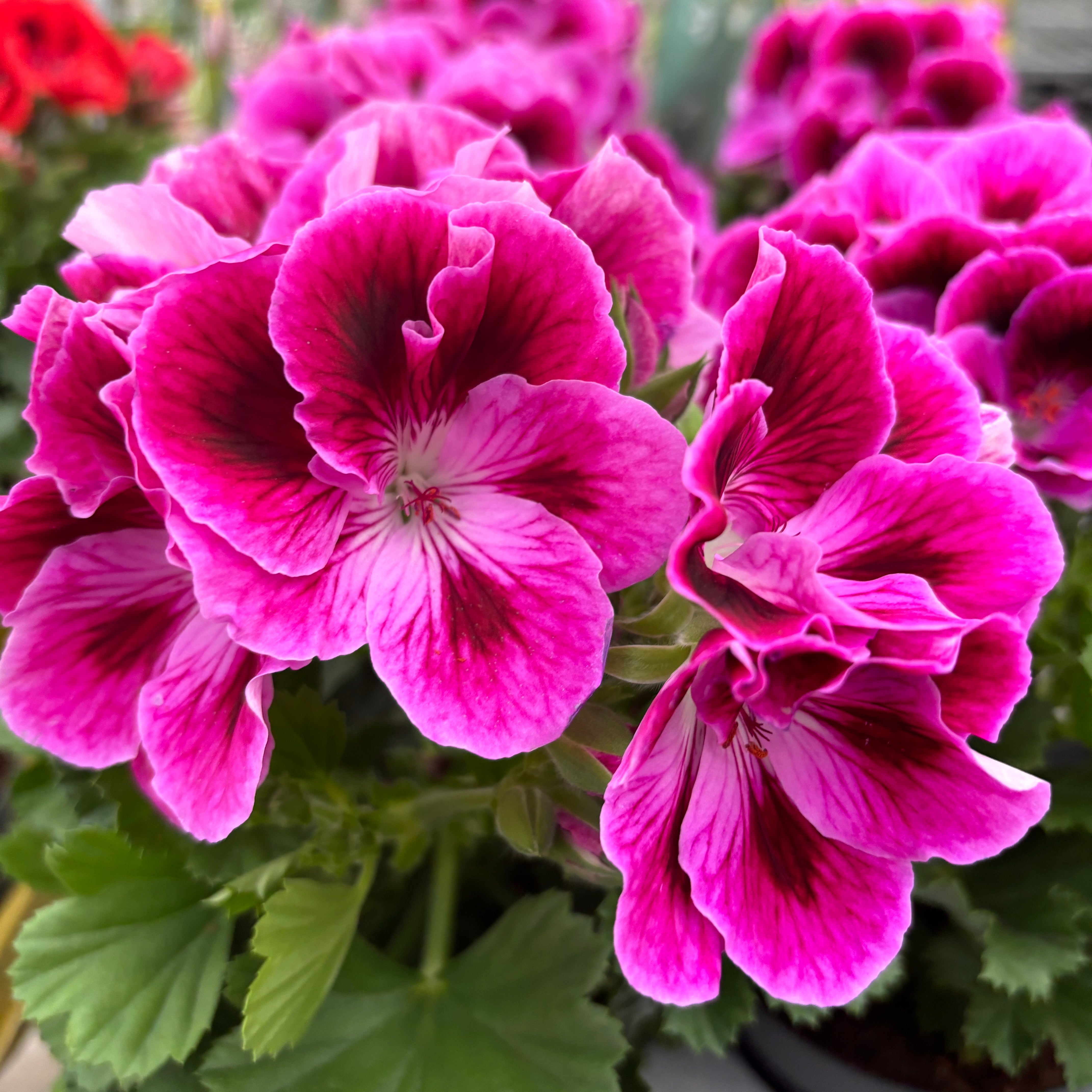 Pelargonium grandiflorum 'Don Mario' (muscate englezesti) – Secret ...