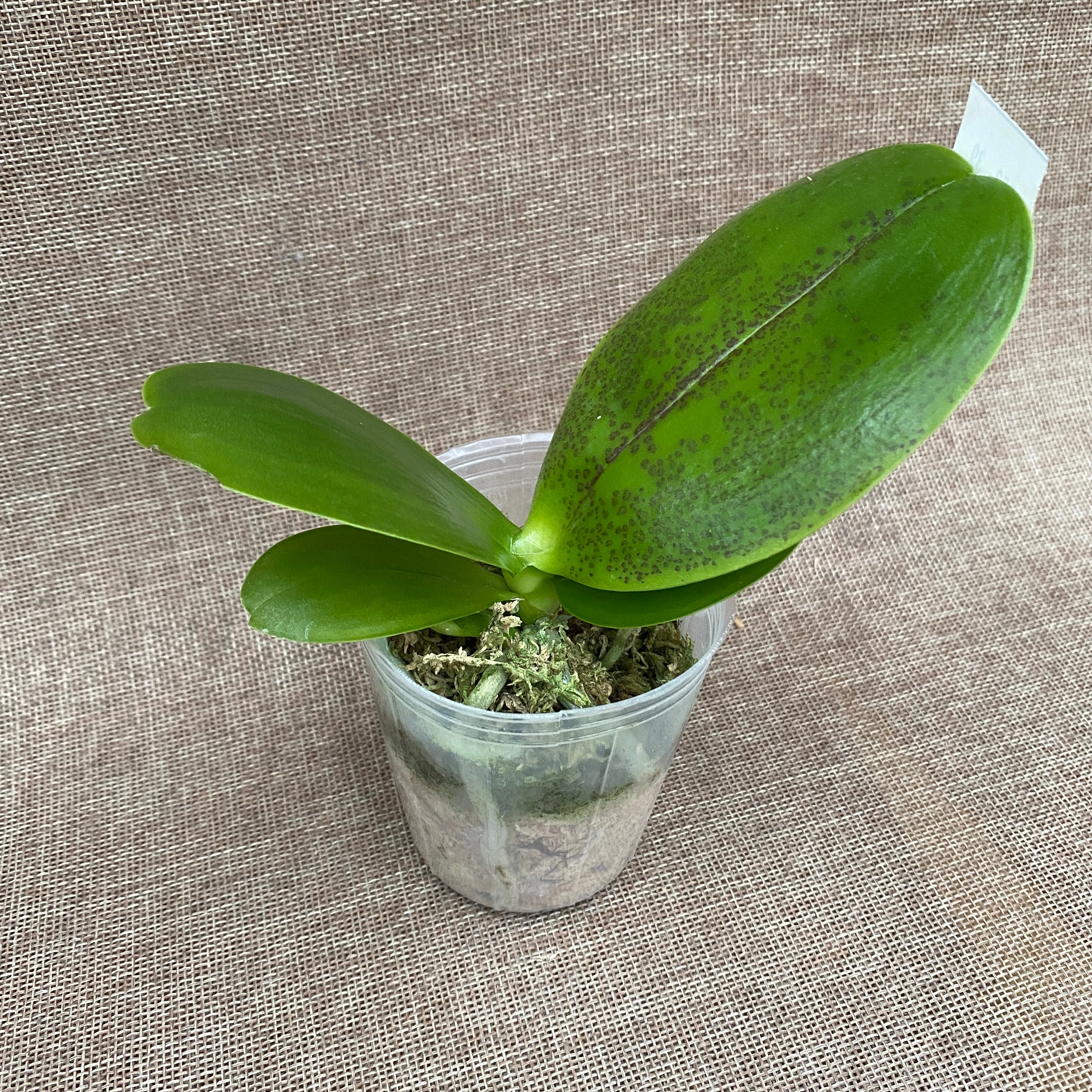 Phalaenopsis Mituo King 'Big Pink' (parfumata) – Floraria Secret Garden ...