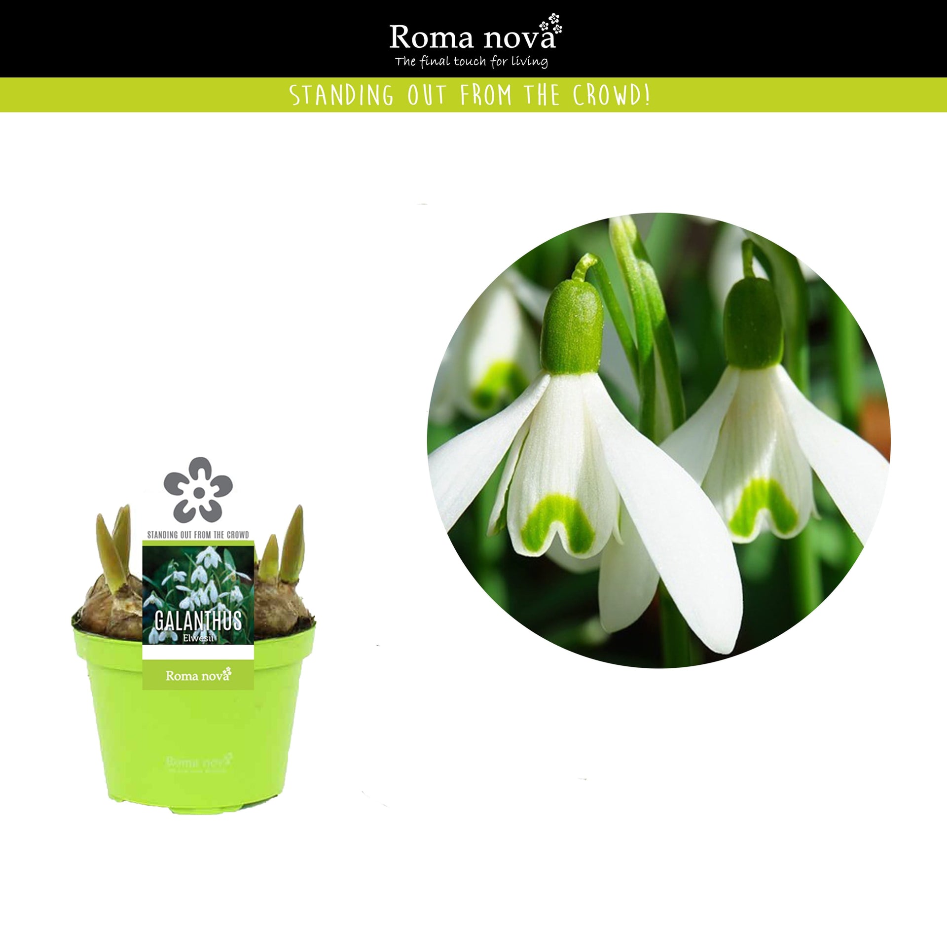 Galanthus elwesii – ghiocei cu floare mare, simbol al primaverii ...