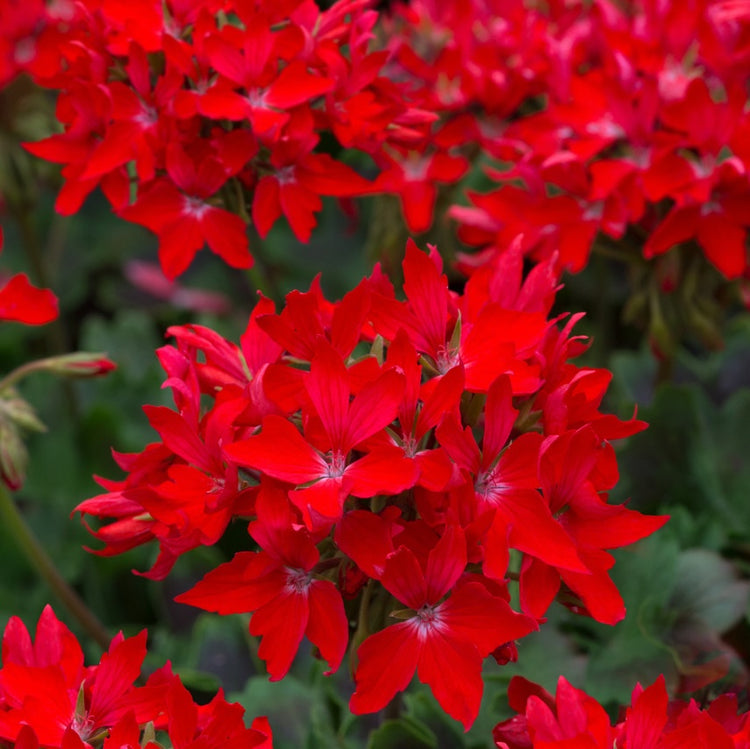 Muscate stelate rosii - Pelargonium Fireworks 'Scarlet' – Floraria ...