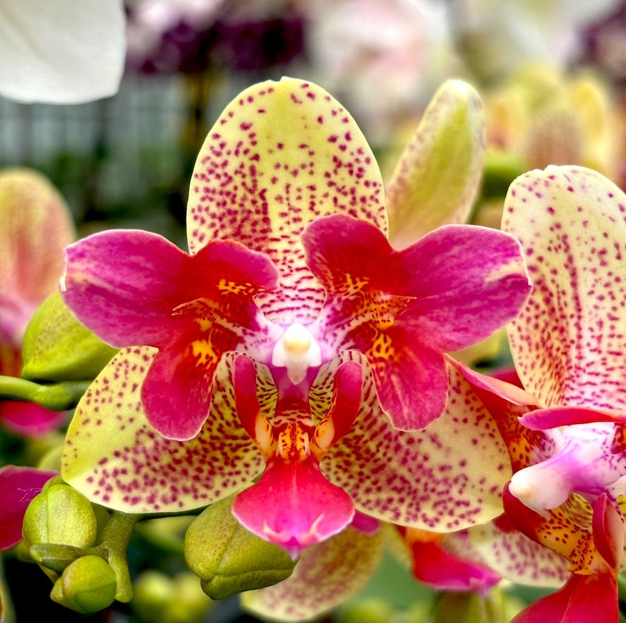 Phalaenopsis Chi-Yueh Kaleidoscope (Peloric)