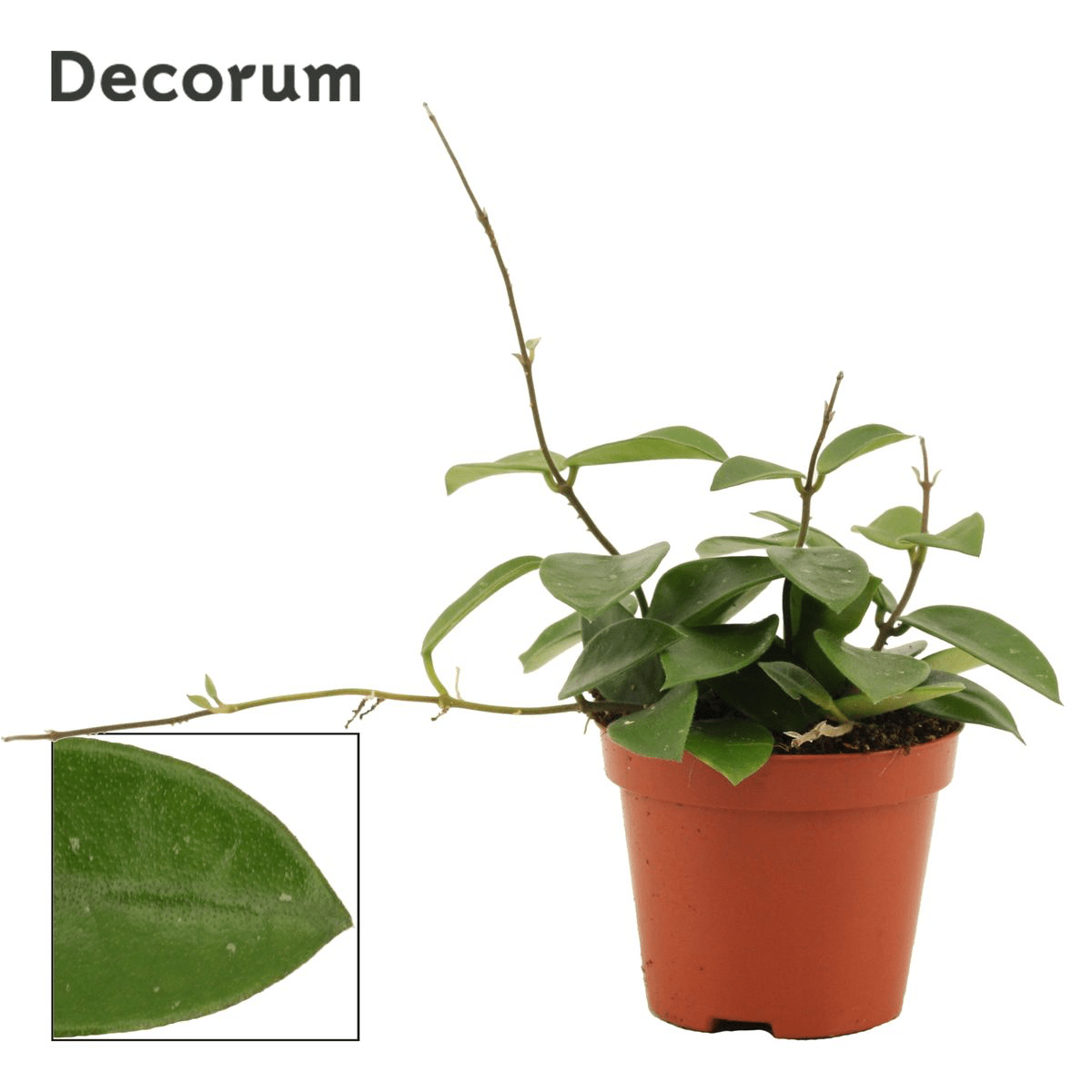 Hoya 'Chouke' (carnosa x serpens) D9 - full pots – Secret Garden Plant Shop