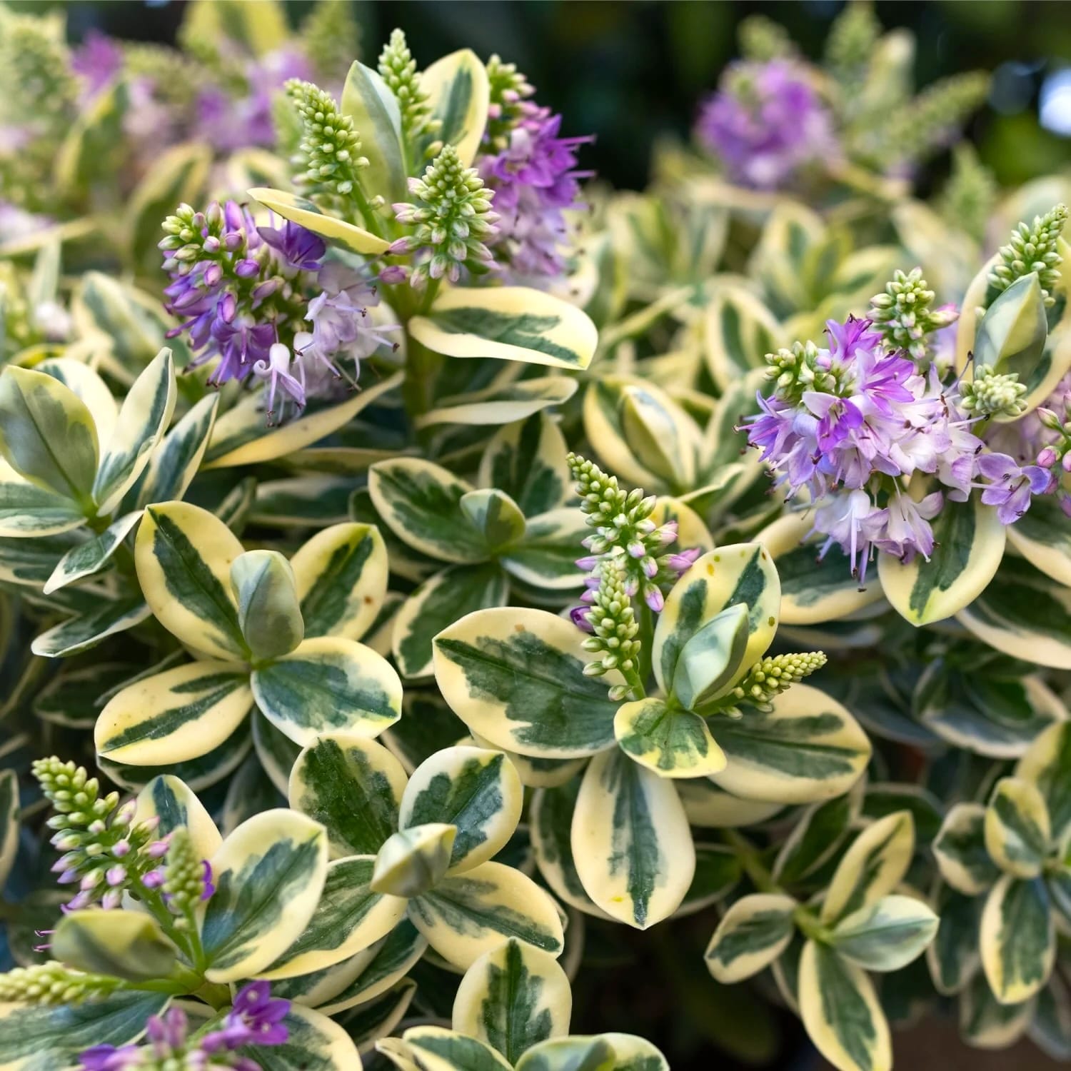 Hebe Addenda® Classica Katrina - Pomul de aur (Evergreen) – Secret ...