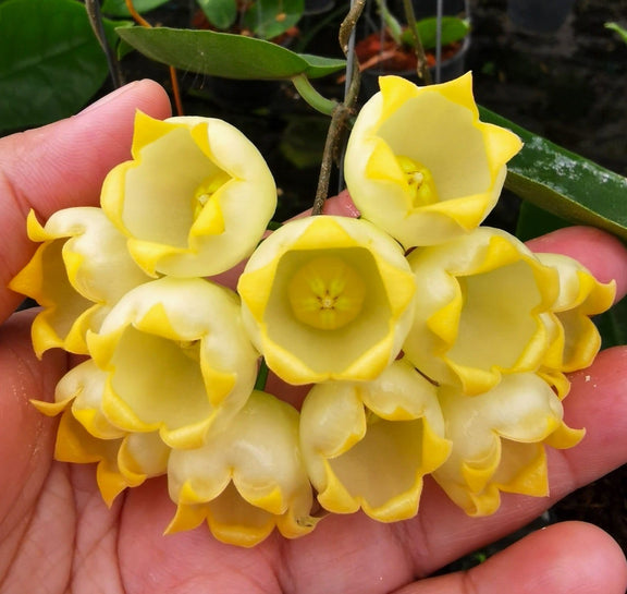 Hoya inflata – Floraria Secret Garden (SG)