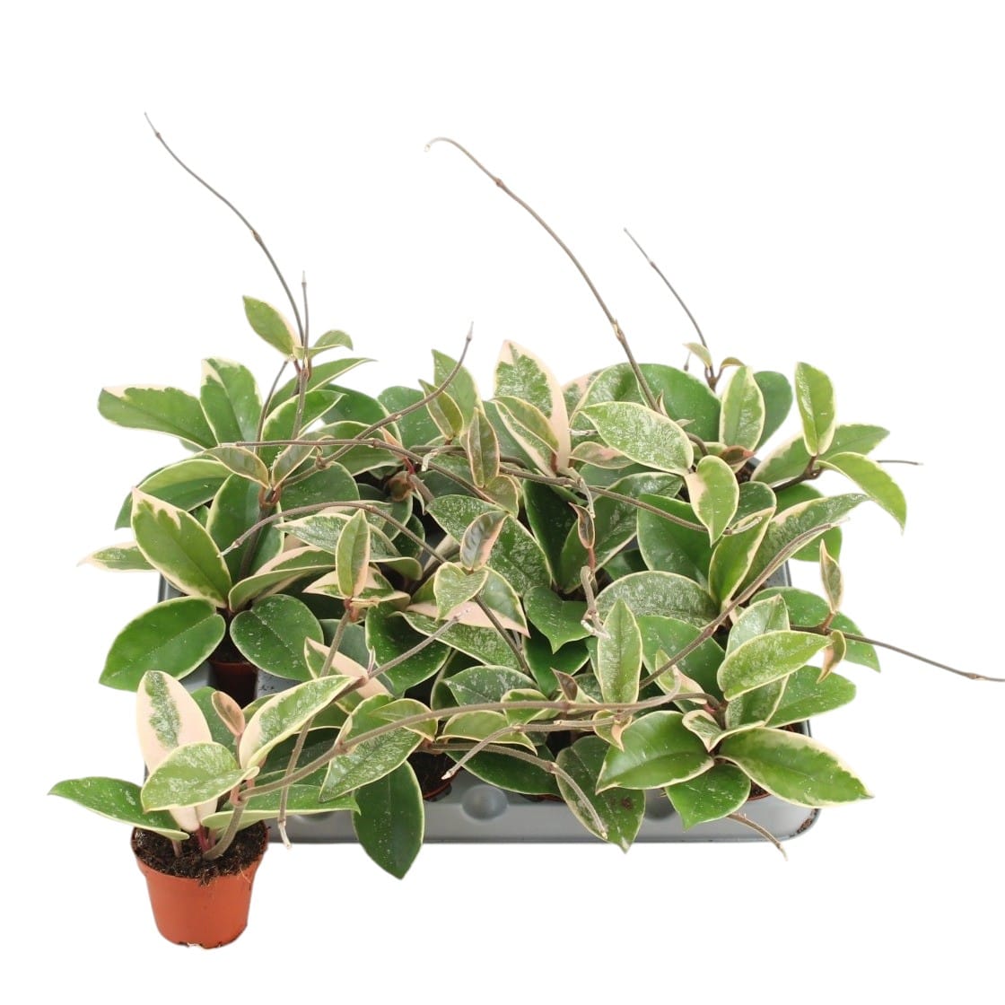 Hoya carnosa 'Krimson Queen' (splash) – Secret Garden Plant Shop