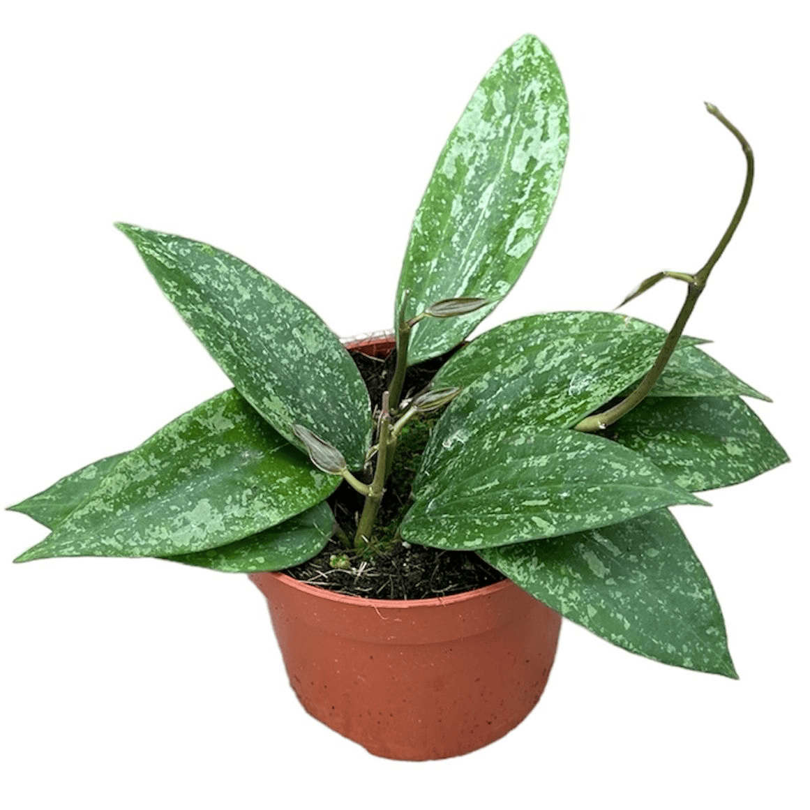 Hoya rangsan (Splash) - full pots!