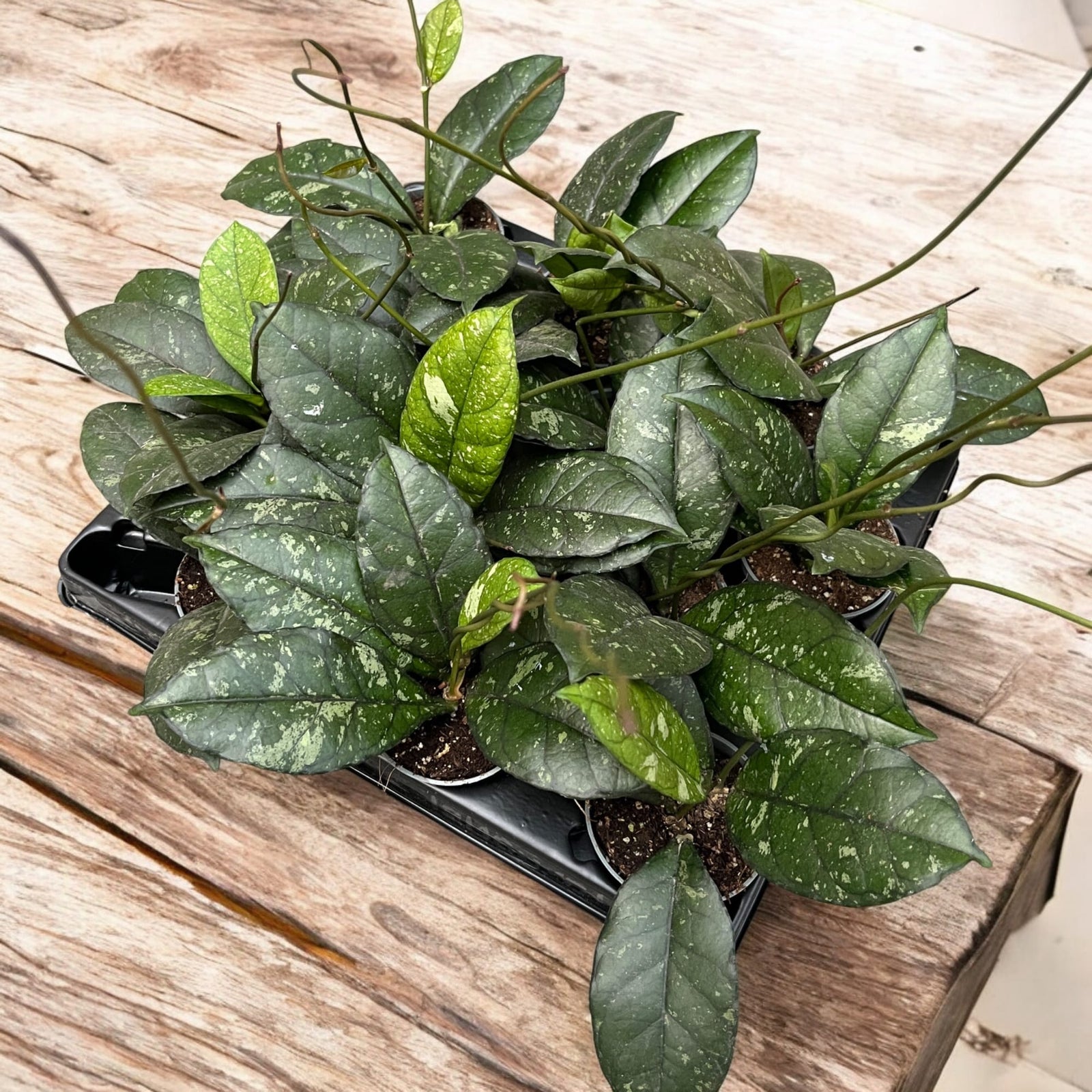 Hoya crassipetiolata 'Splash' D6 – Secret Garden Plant Shop