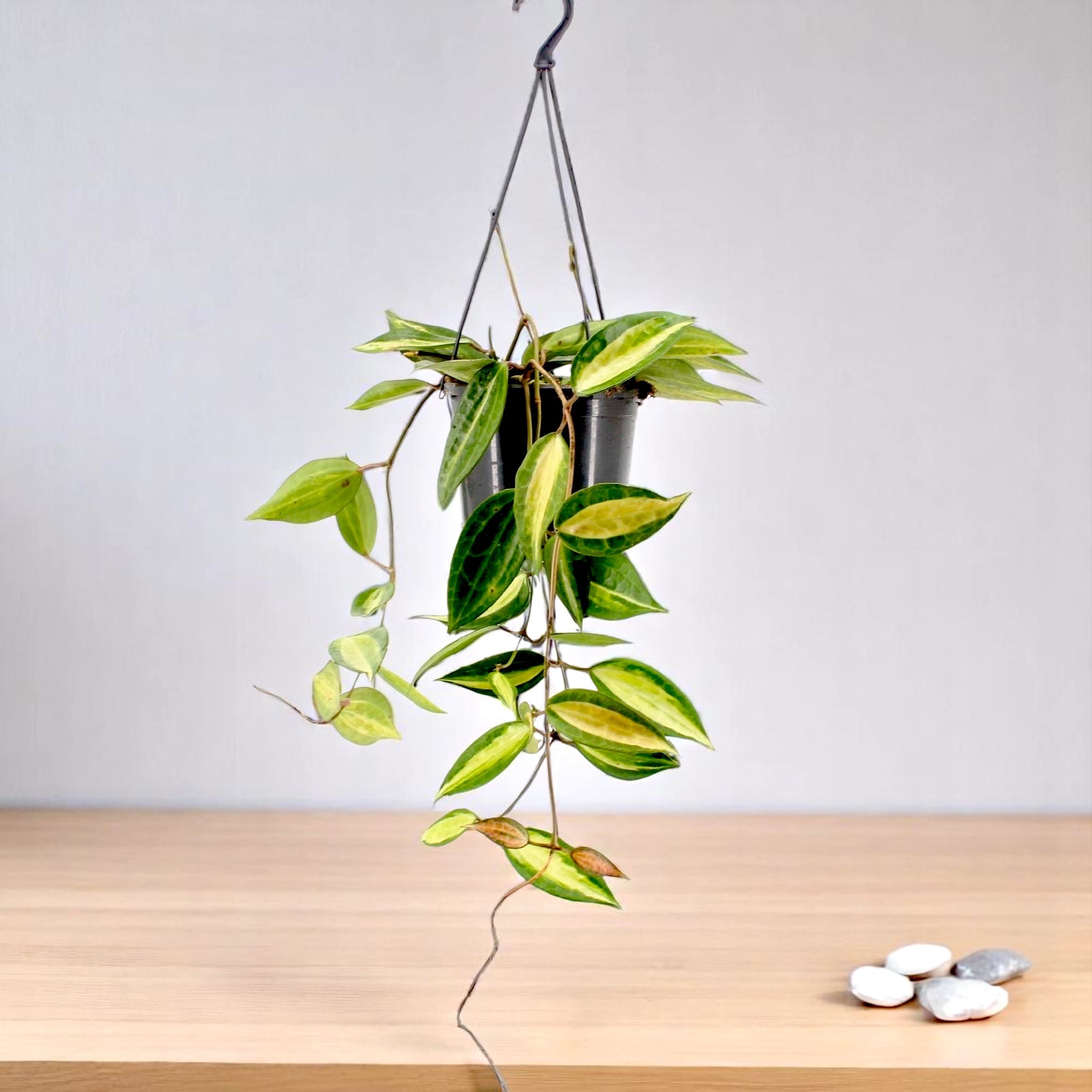 Hoya macrophylla 'Pot of Gold' (Variegata) - exemplare dezvoltate ...