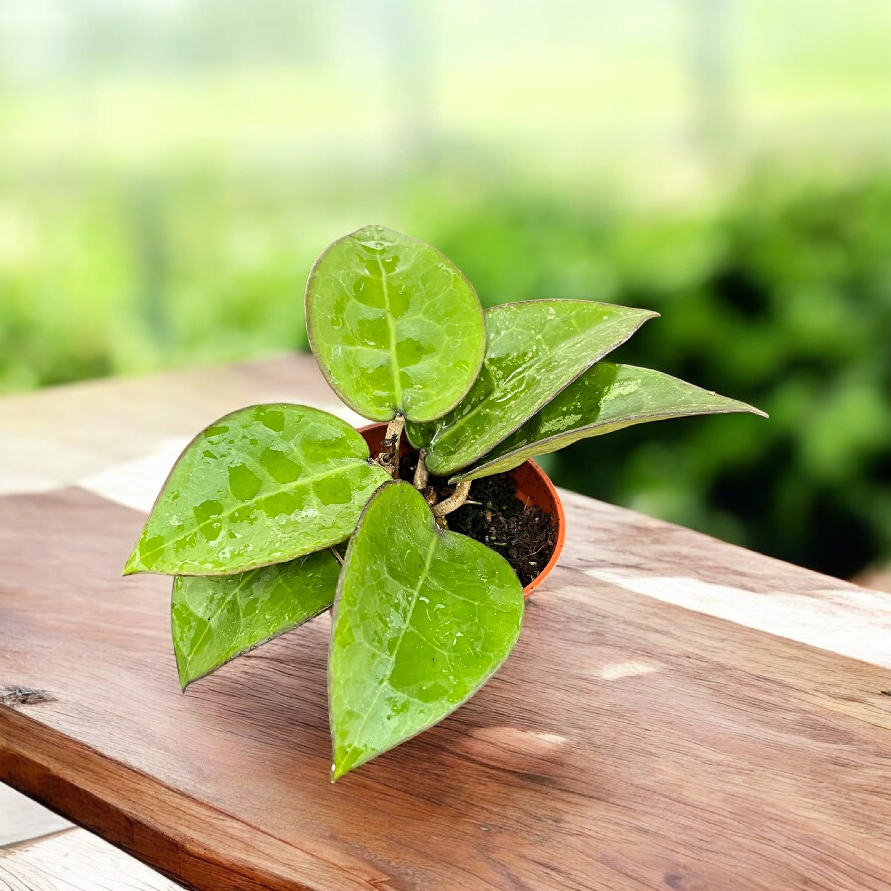 Hoya parasitica 'Black Margin' – Secret Garden Plant Shop