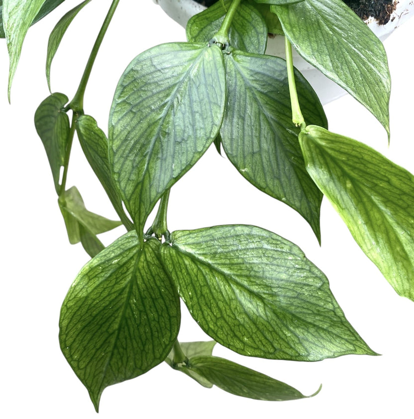 Hoya polyneura (Fishtail Hoya) - full pots – Secret Garden Plant Shop